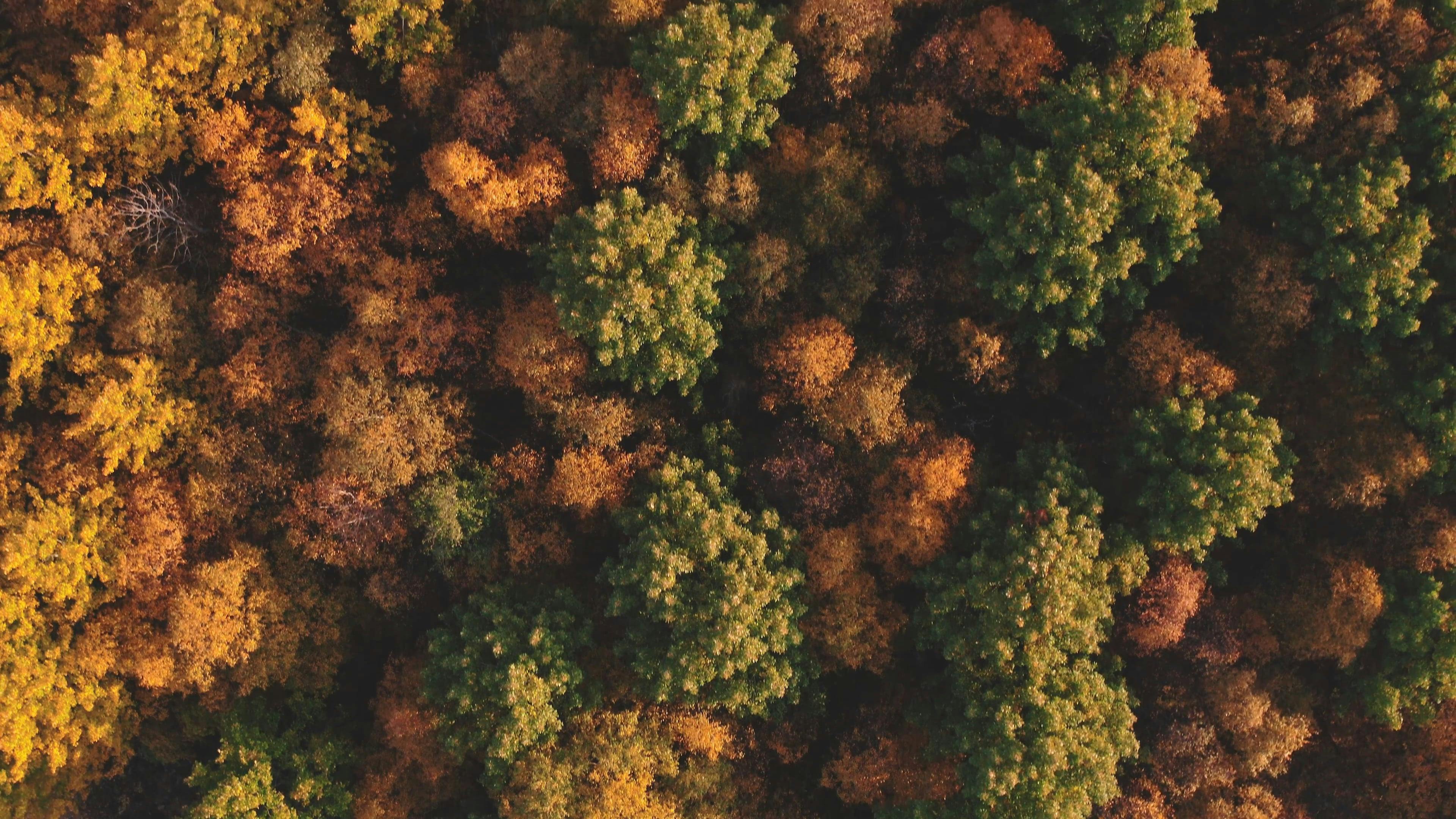 Drone Footage Of A Town During Autumn Season · Free Stock Video