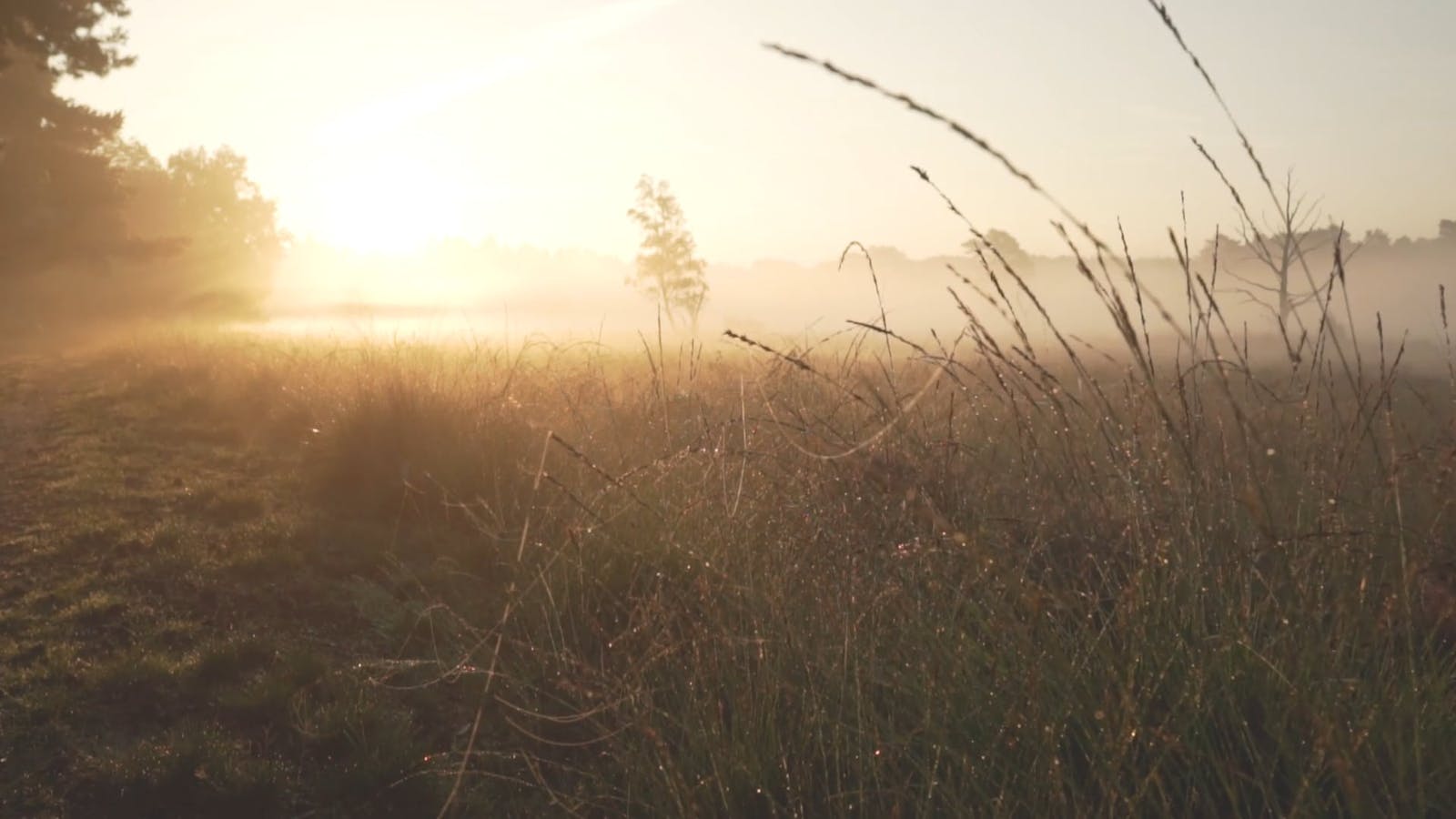 Early Morning Forest Live Wallpaper Videos, Download The BEST Free 4k ...