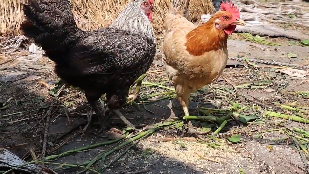 En İyi 40+ Yarak Videosu · Tamamen Ücretsiz İndirin · Pexels Stok Videoları