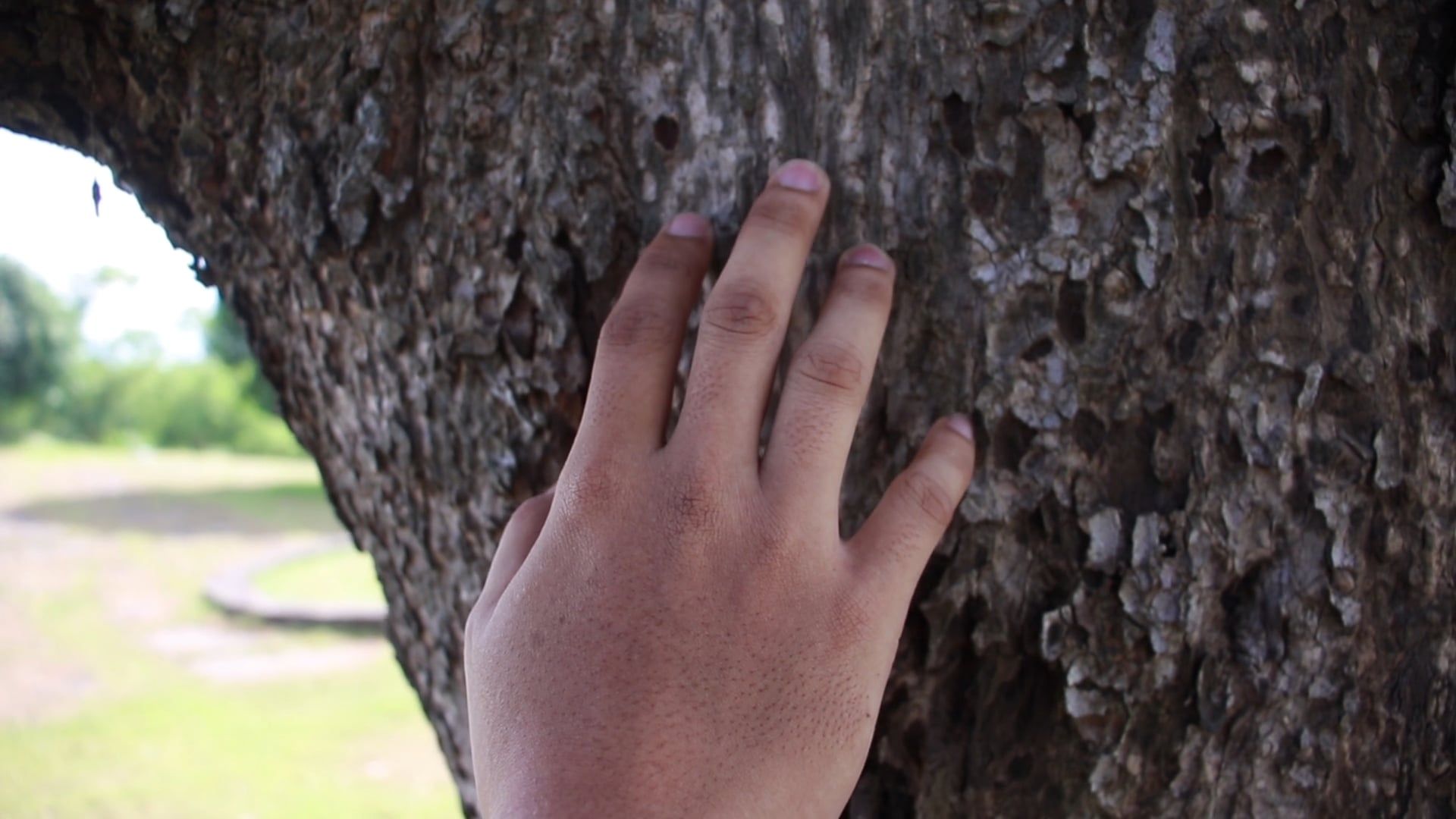 Person Touching Tree Free Stock Video Footage, Royalty-Free 4K & HD ...