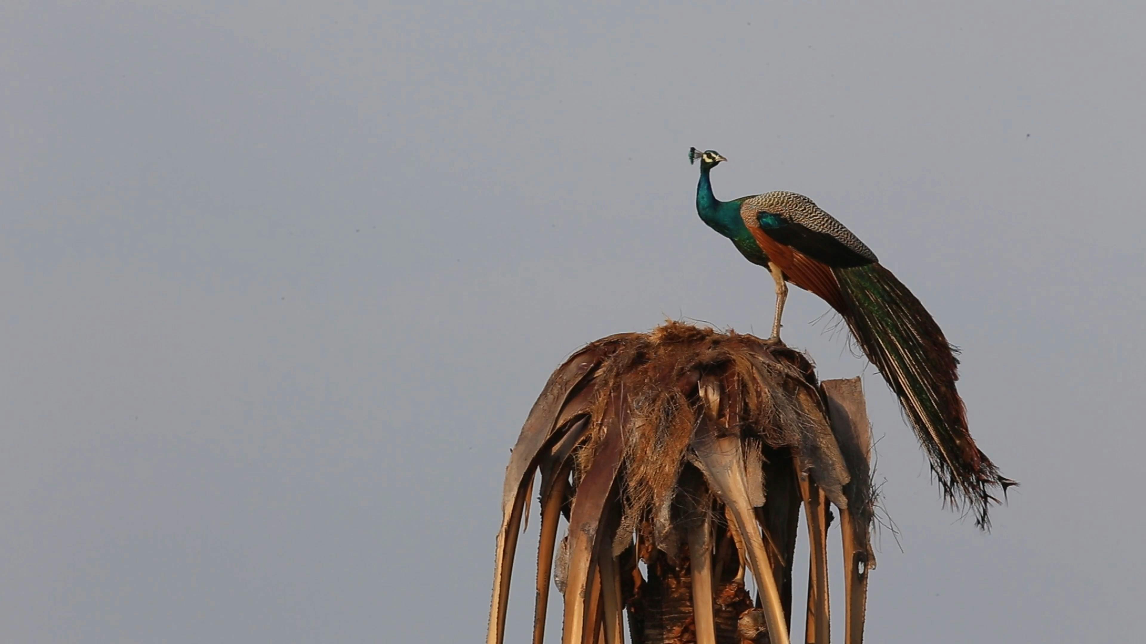 Peacock Perched on Tree Log Free Stock Video Footage, Royalty-Free 4K ...