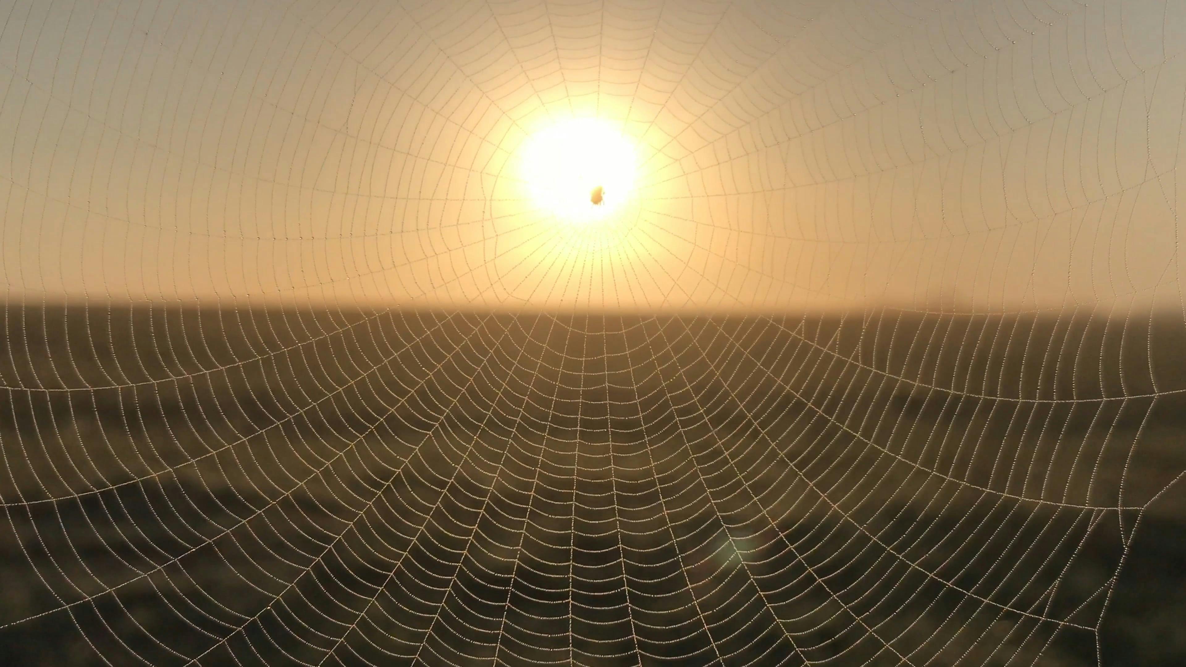 Spider Background Videos, Download The BEST Free 4k Stock Video Footage ...