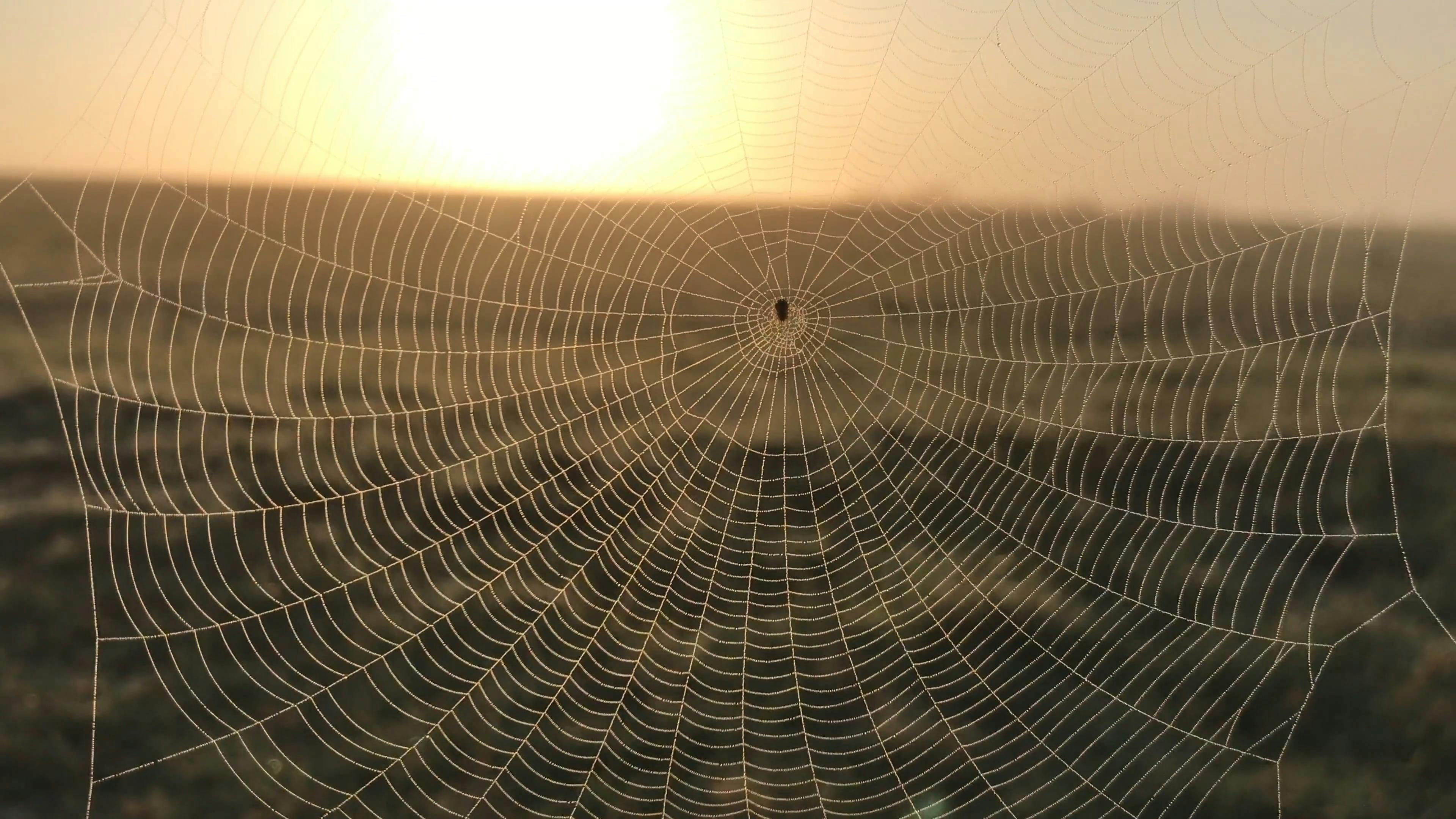A Footage of a Spider Web Free Stock Video Footage, Royalty-Free 4K ...