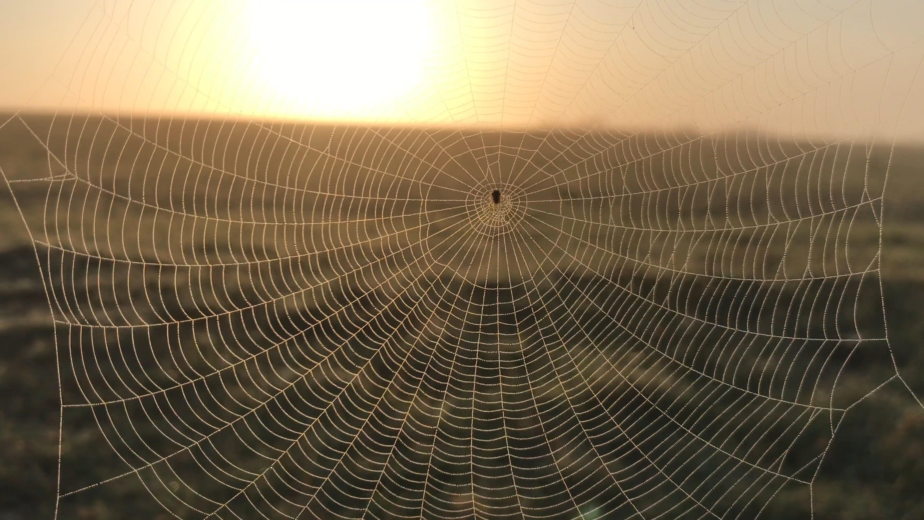 A Footage of a Spider Web · Free Stock Video