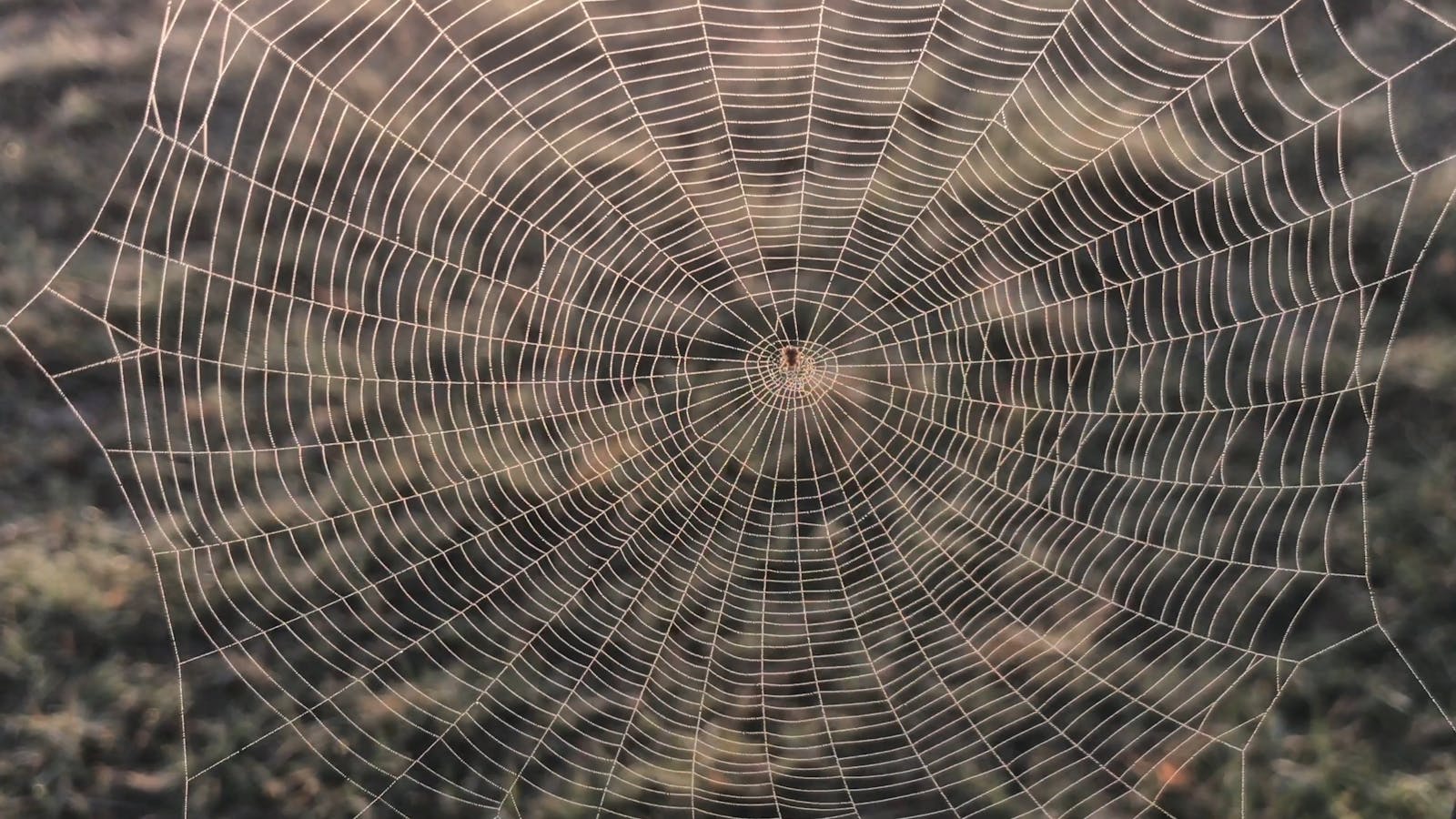 Spider Animated Videos, Download The BEST Free 4k Stock Video Footage ...