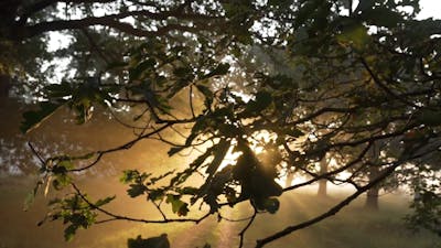 Early Morning Forest Live Wallpaper Videos, Download The BEST Free 4k ...