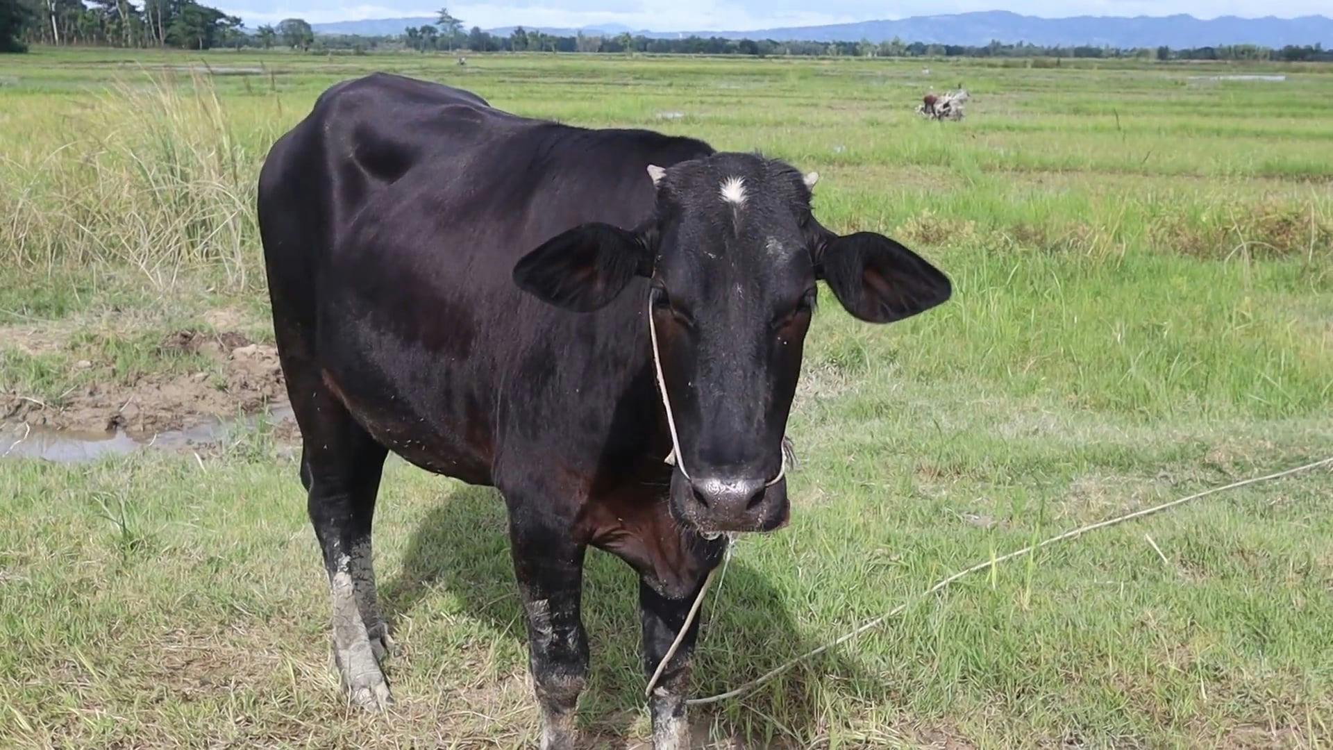 Vídeo profissional gratuito de andando, animais da fazenda, animal, ao ...