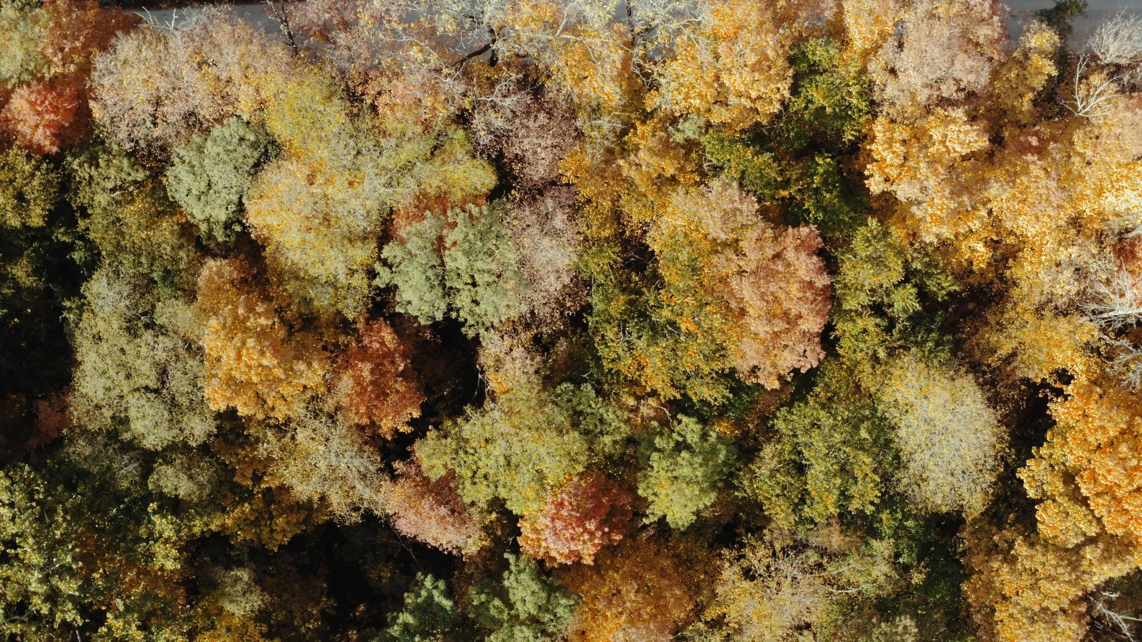 Top View of Colorful Trees Free Stock Video Footage, Royalty-Free 4K ...