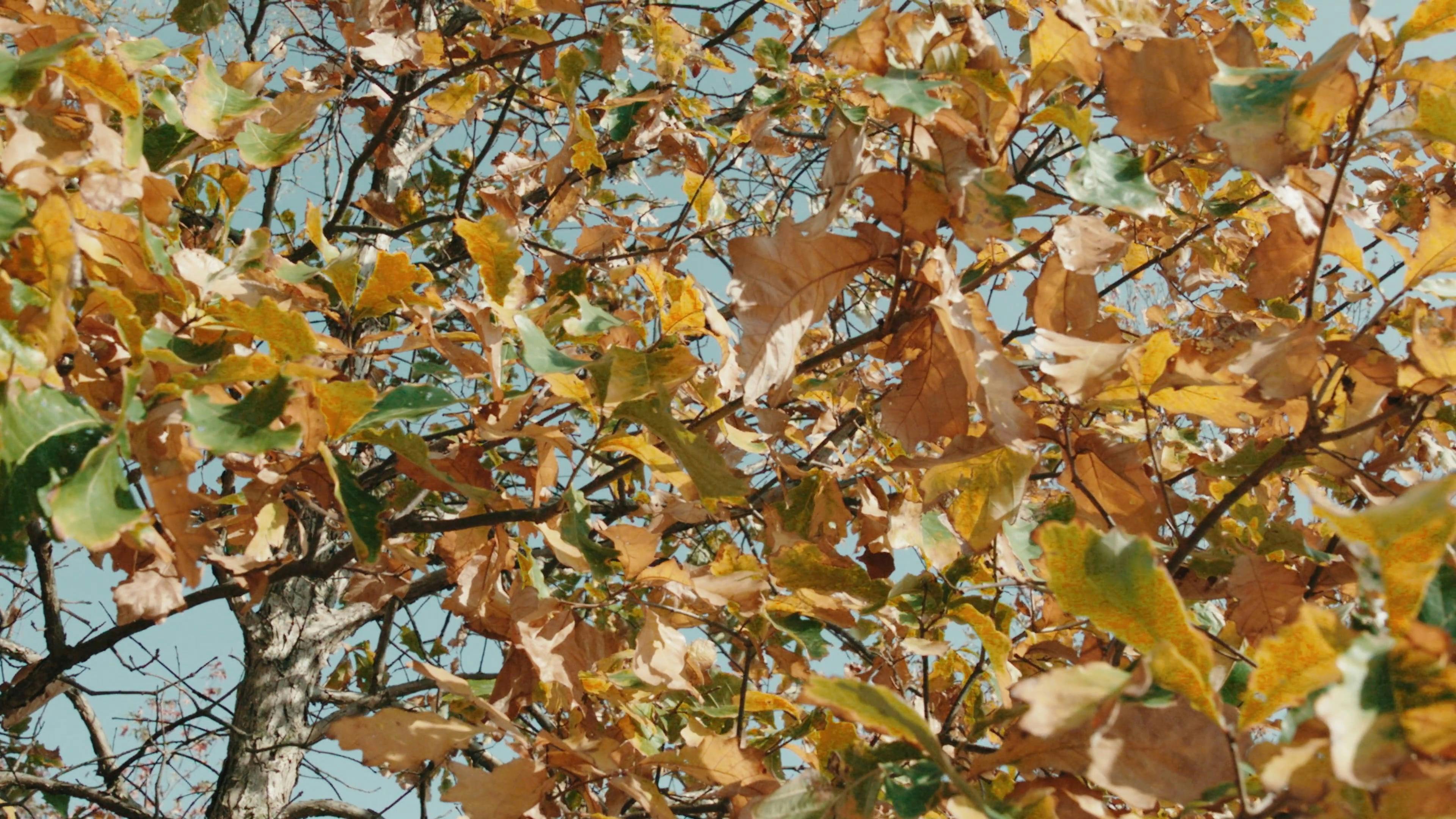 Close Up View of a Tree Leaves · Free Stock Video