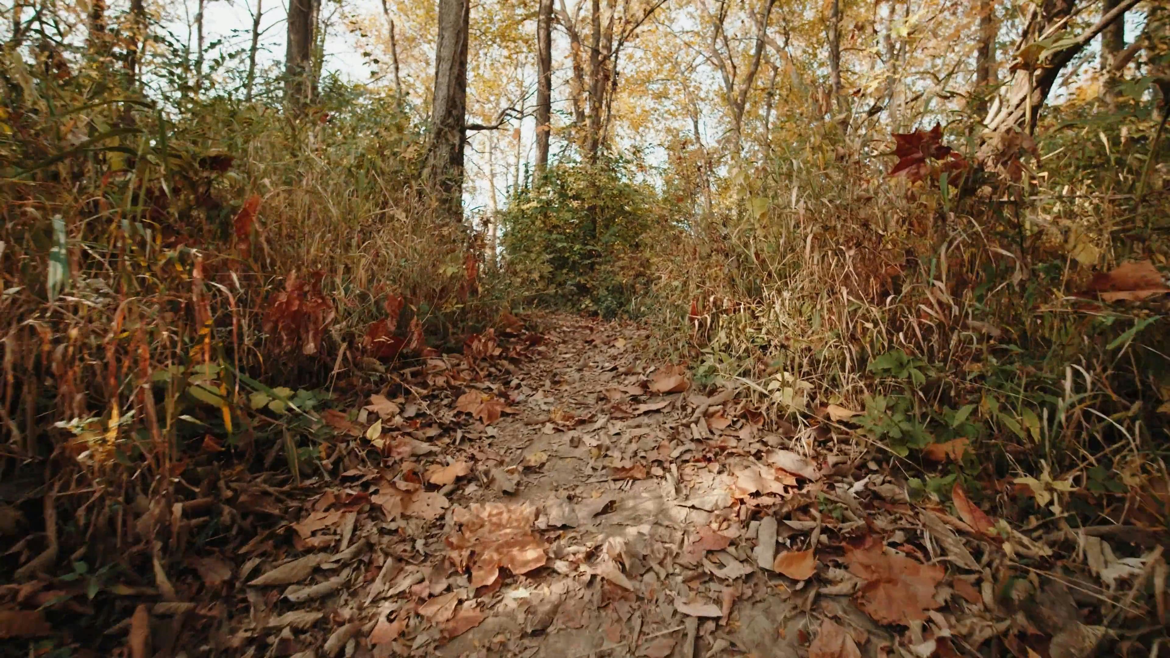 Ground Level Shot of a Footpath Between Trees and Plants in Forest ...