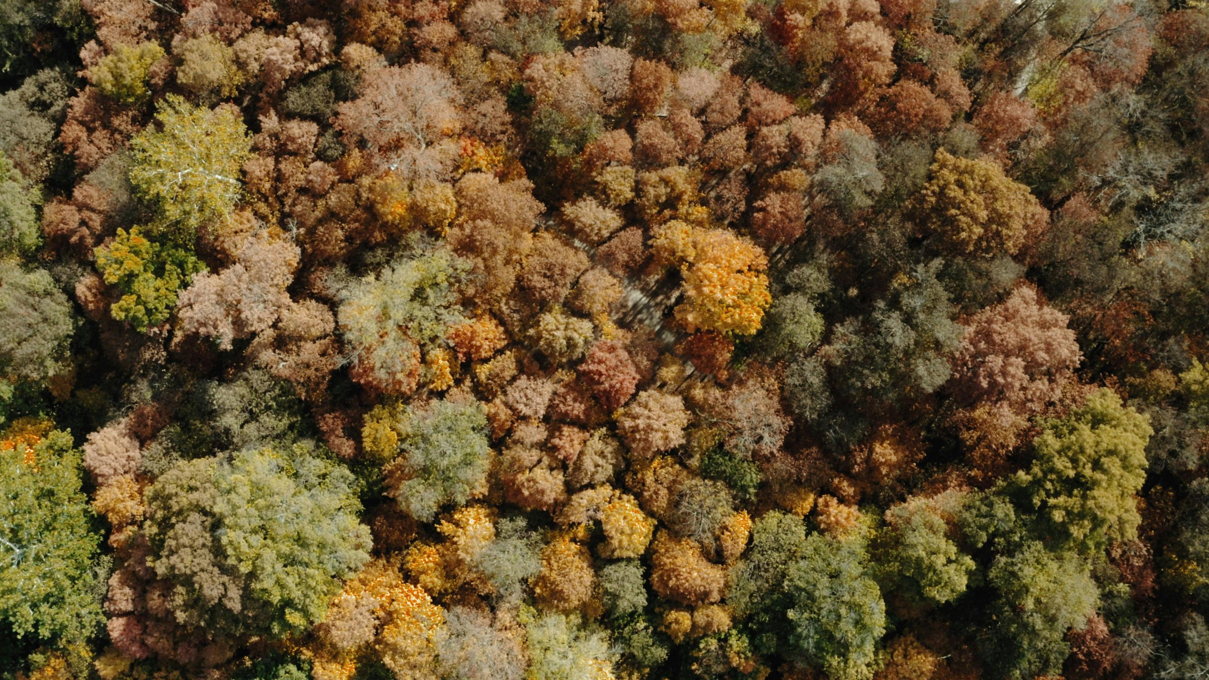 Bird's Eye View of Forest Trees · Free Stock Video