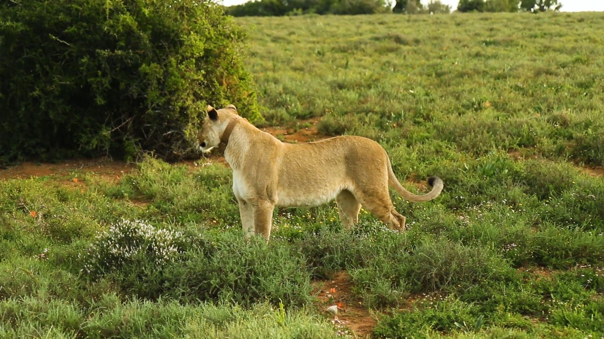 A Lion Standing on Wild Grass · Free Stock Video