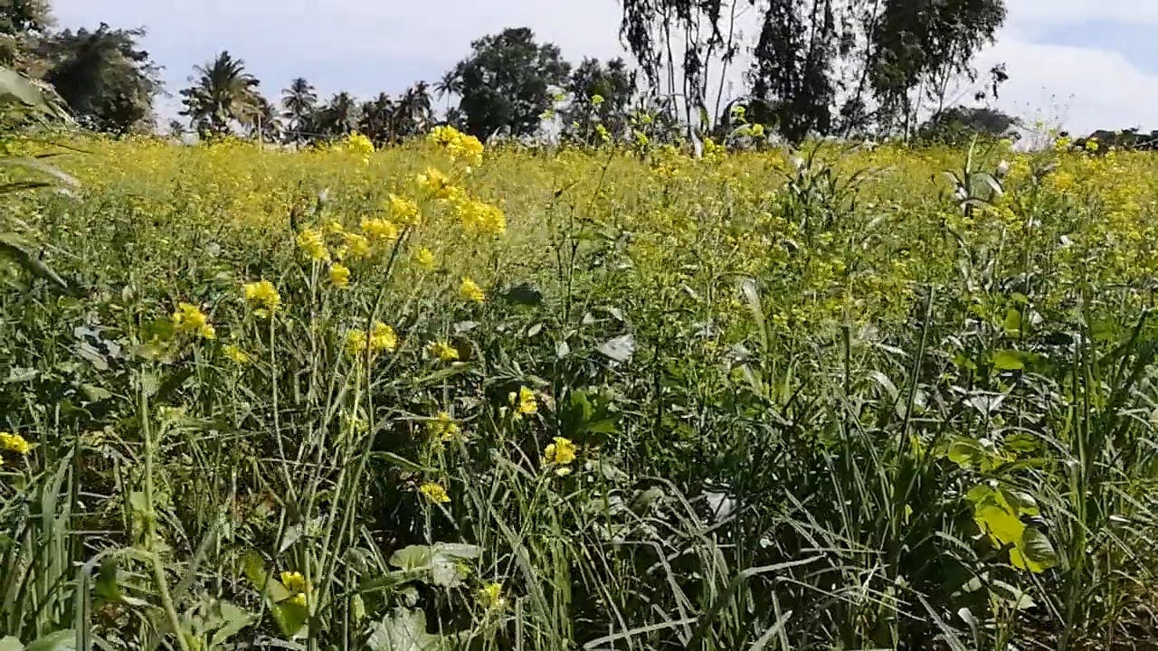 Close Up View of Field of Mustard Flower Free Stock Video Footage ...