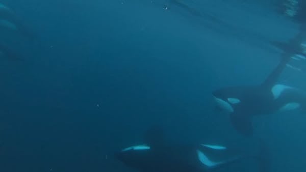 Orca Videos, Download The BEST Free 4k Stock Video Footage & Orca HD ...