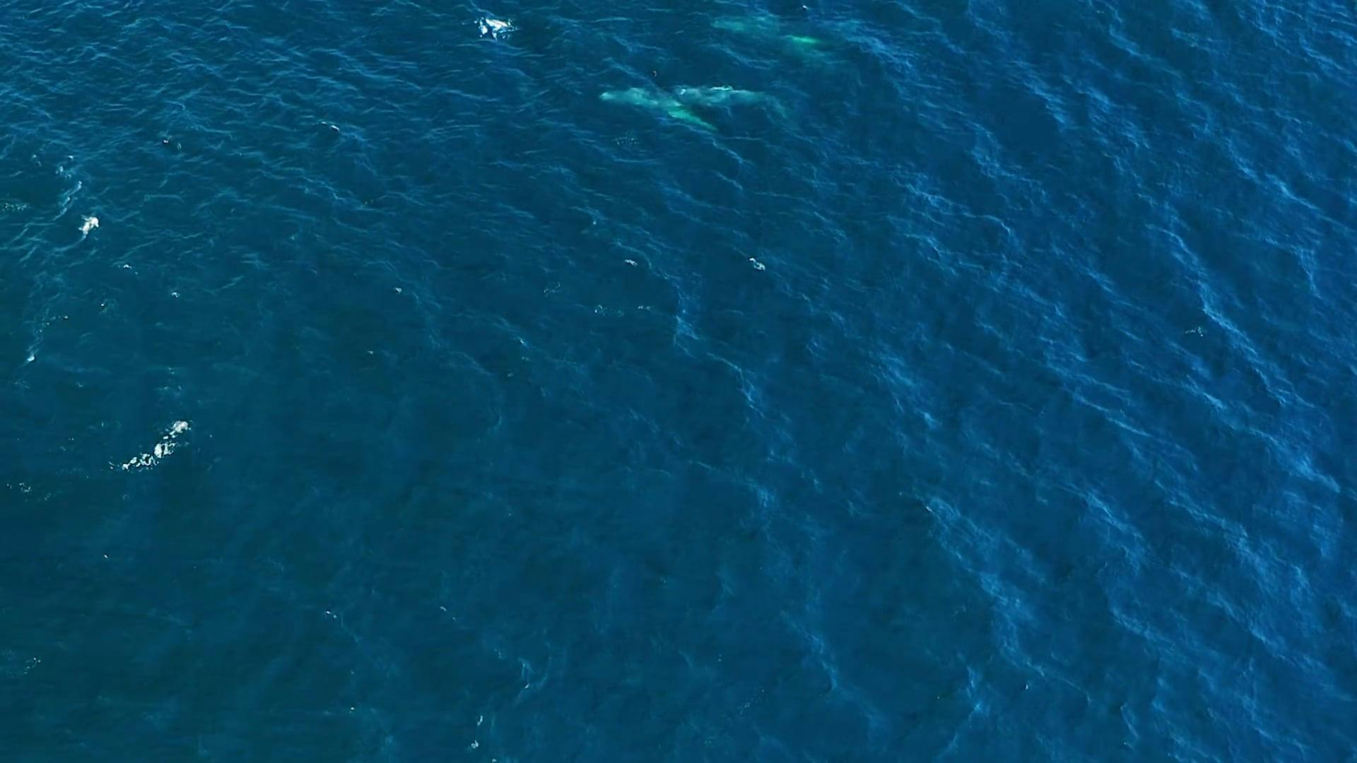 Whales In The Open Sea · Free Stock Video