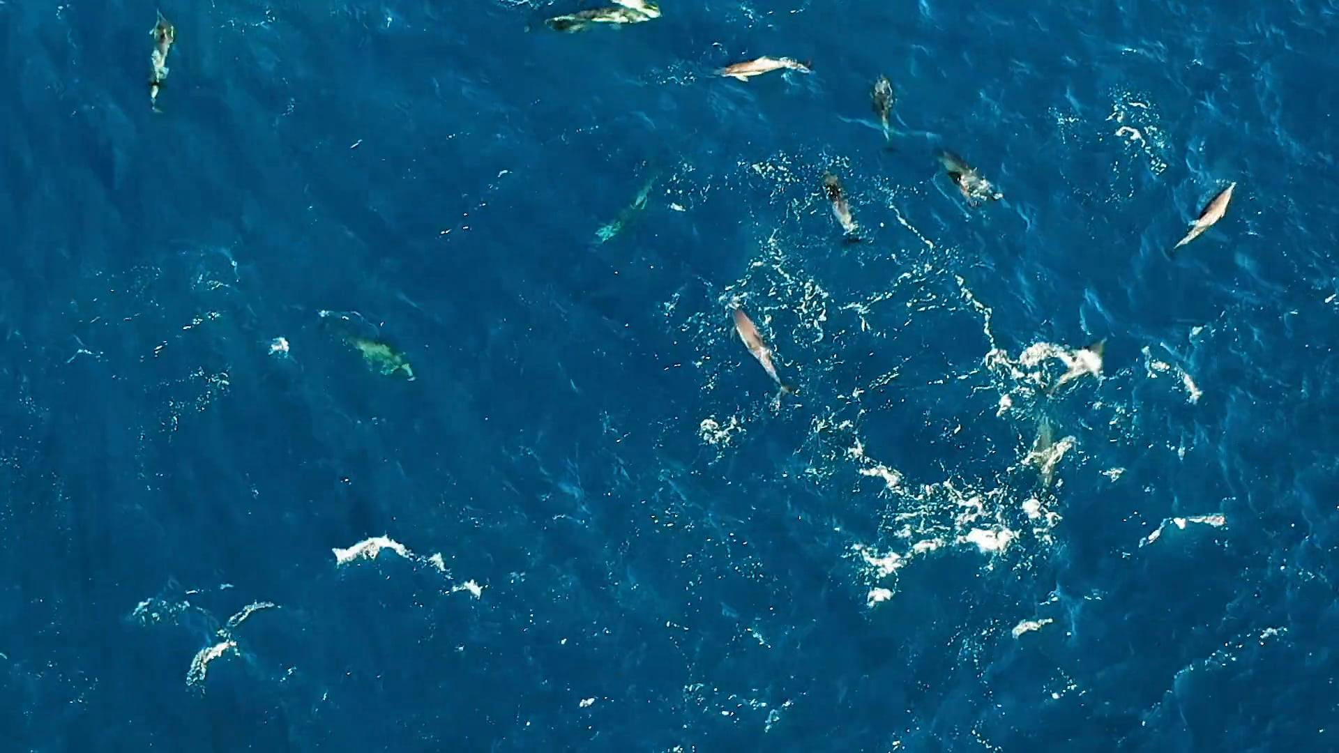 Fish Overhead Videos, Download The BEST Free 4k Stock Video Footage ...