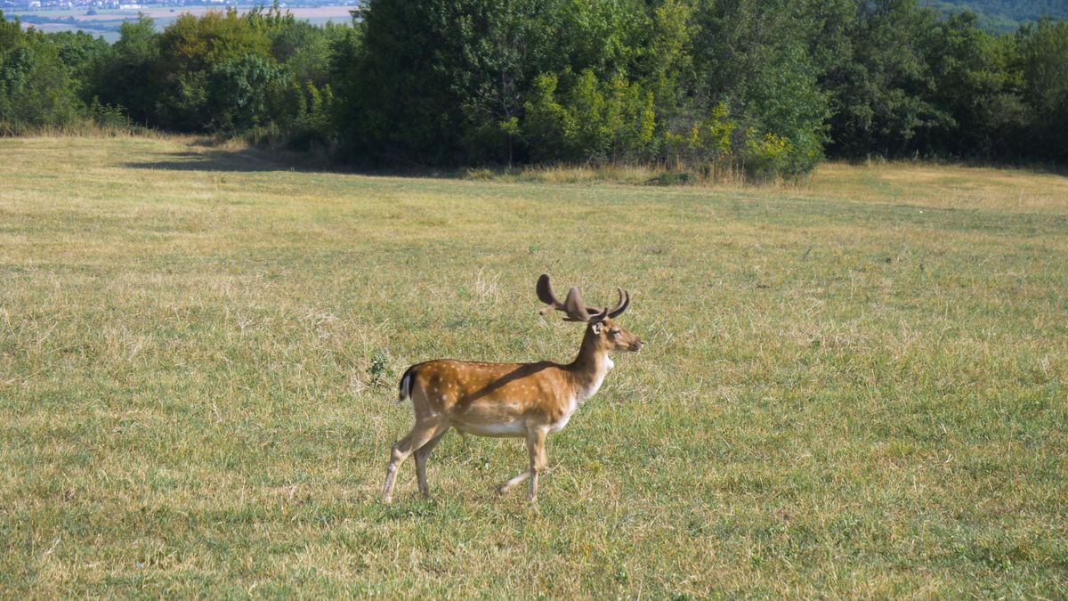 Deer Running Videos, Download The BEST Free 4k Stock Video Footage ...