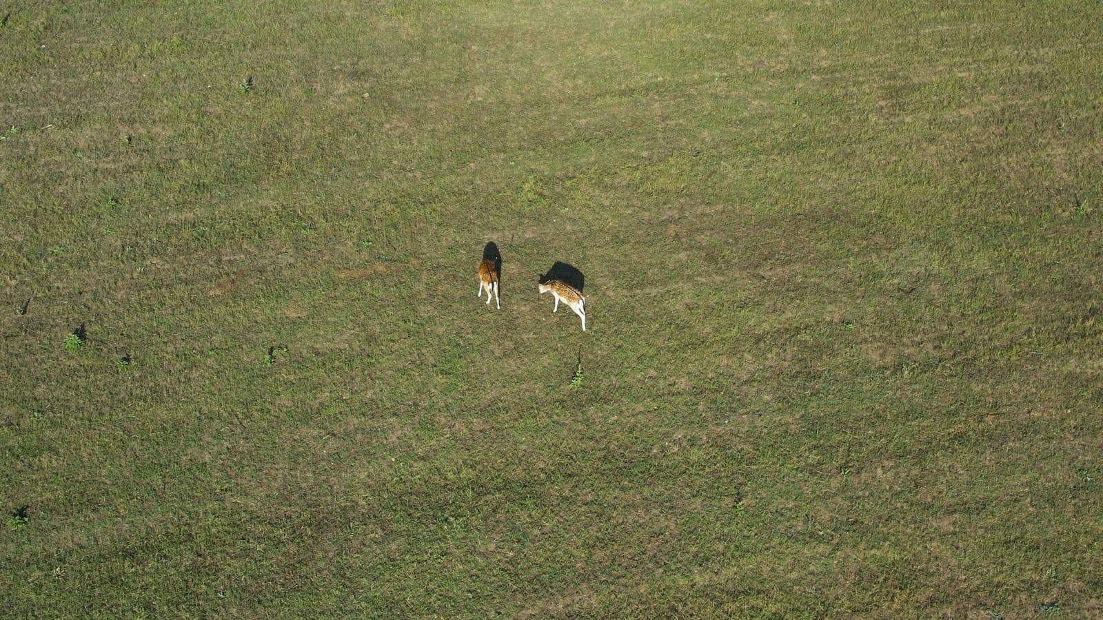 Deer Hunting Videos, Download The BEST Free 4k Stock Video Footage ...