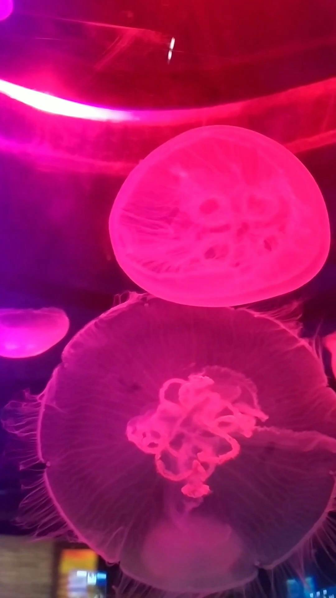 A Swarm Of Jellyfish On Display In A Large Aquarium · Free Stock Video