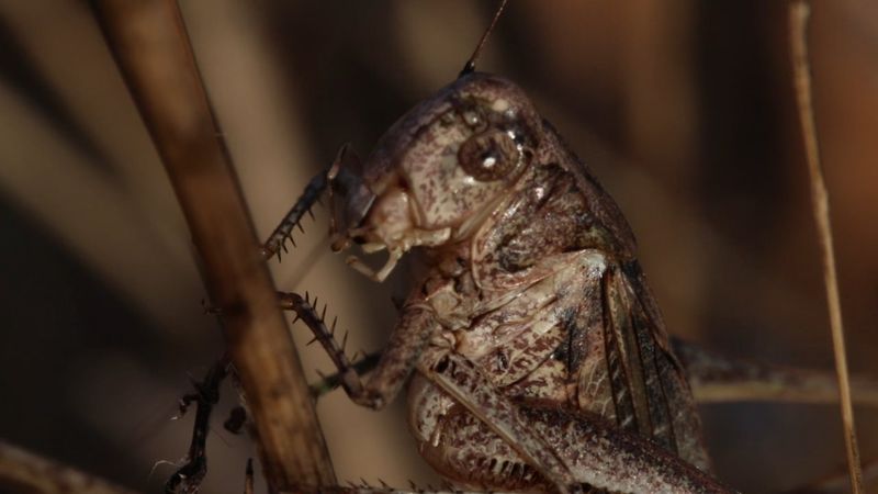 Grasshopper Videos, Download The BEST Free 4k Stock Video Footage ...