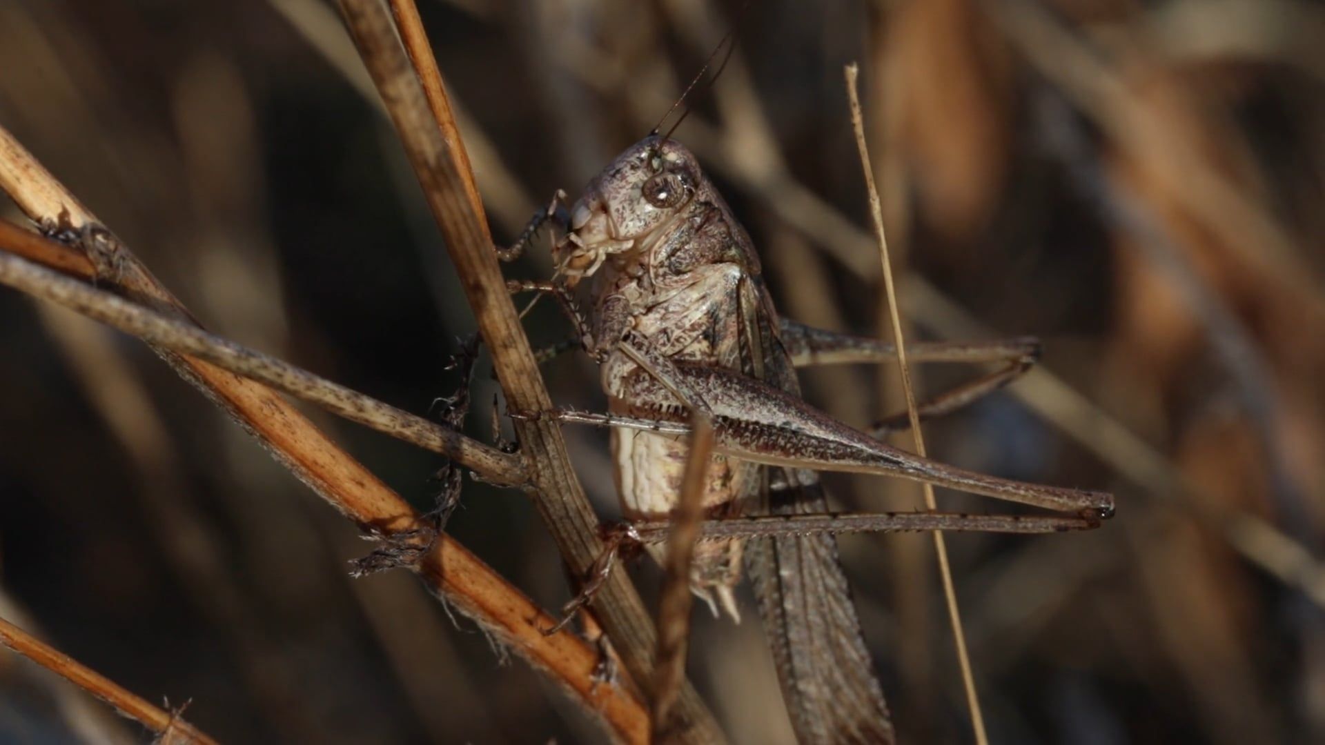 Grasshopper Videos, Download The BEST Free 4k Stock Video Footage ...