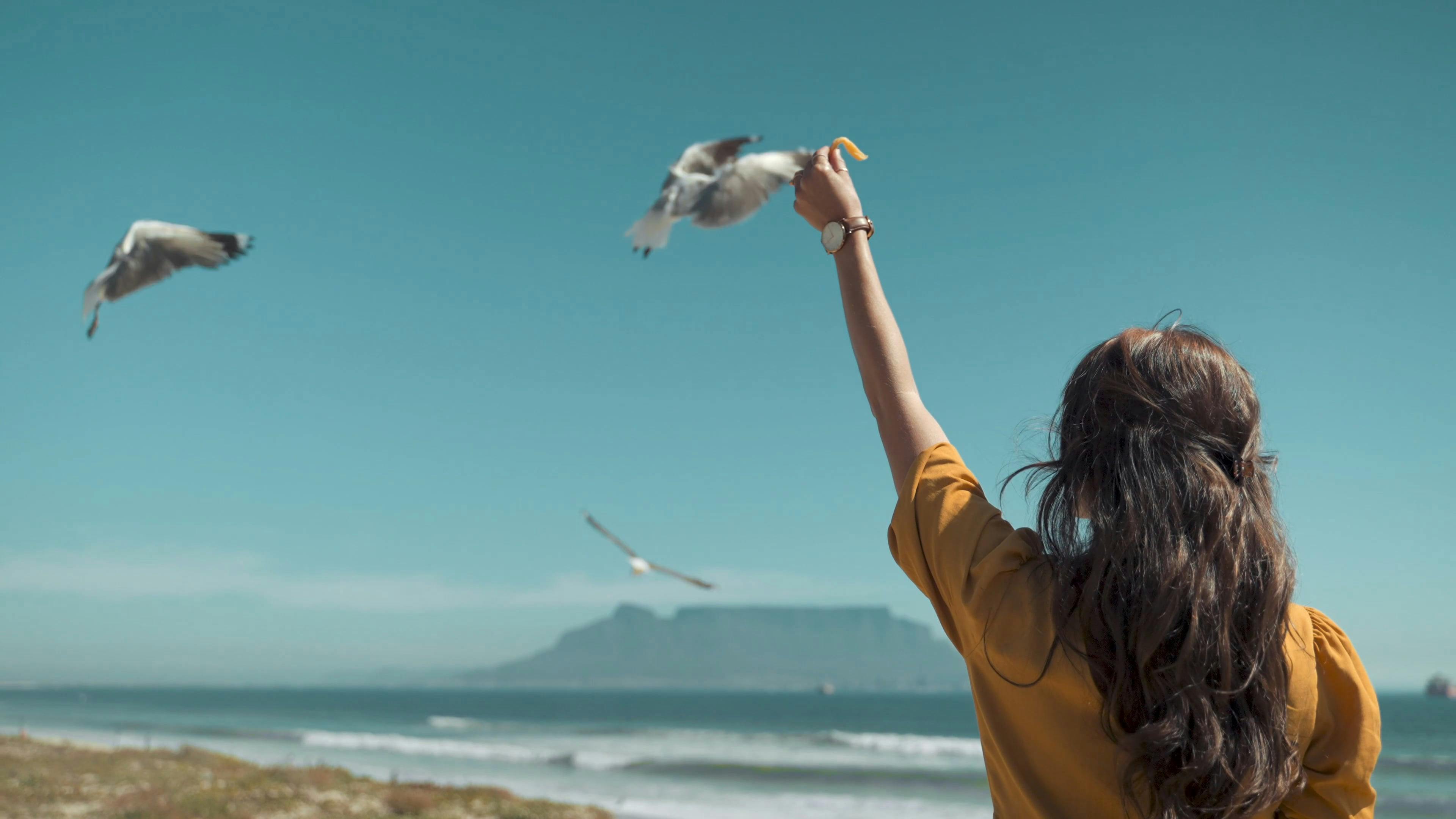 Two Birds Flying Videos, Download The BEST Free 4k Stock Video Footage ...