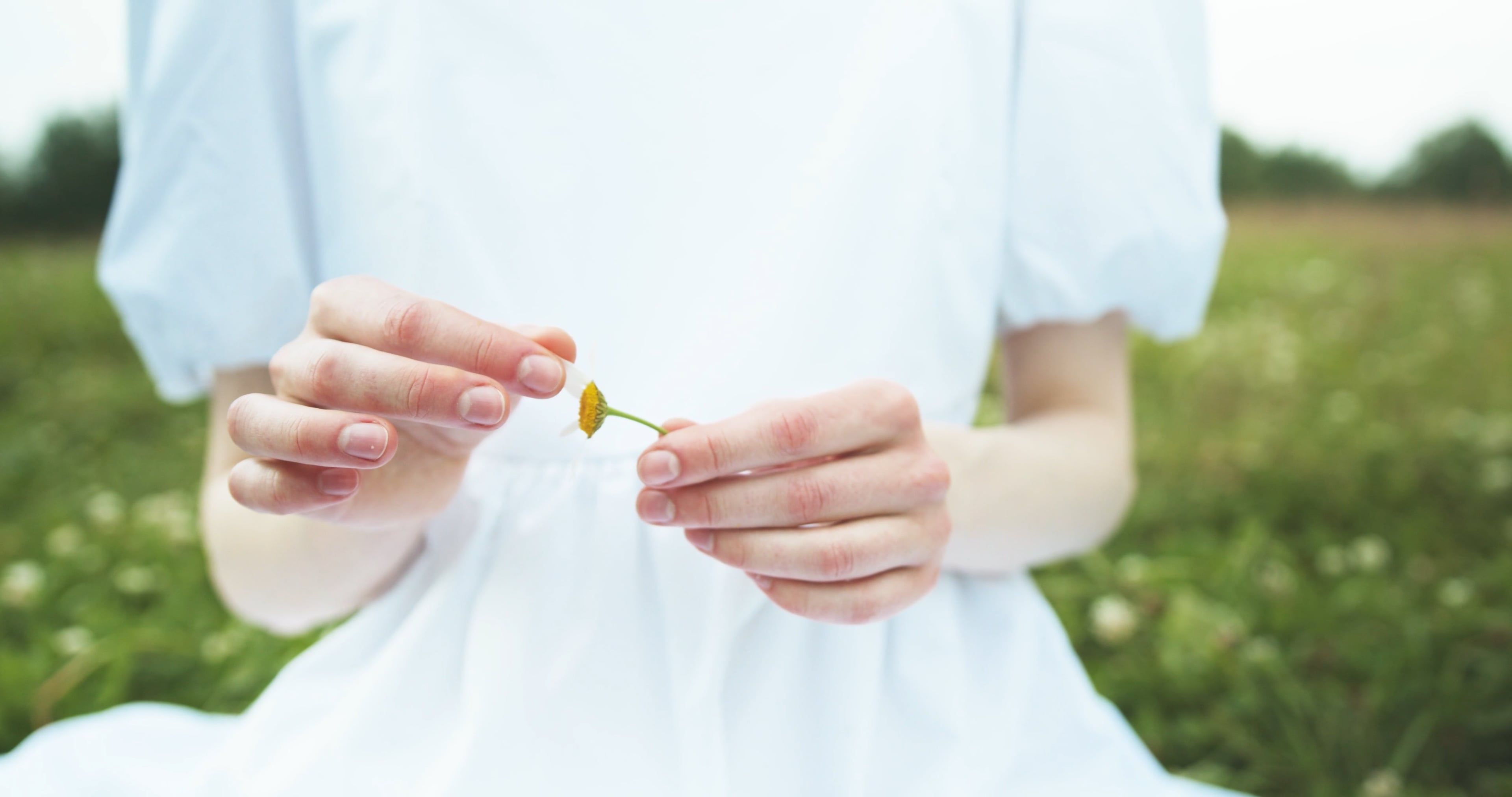 A Person Removing Petals of a Flower Free Stock Video Footage, Royalty ...