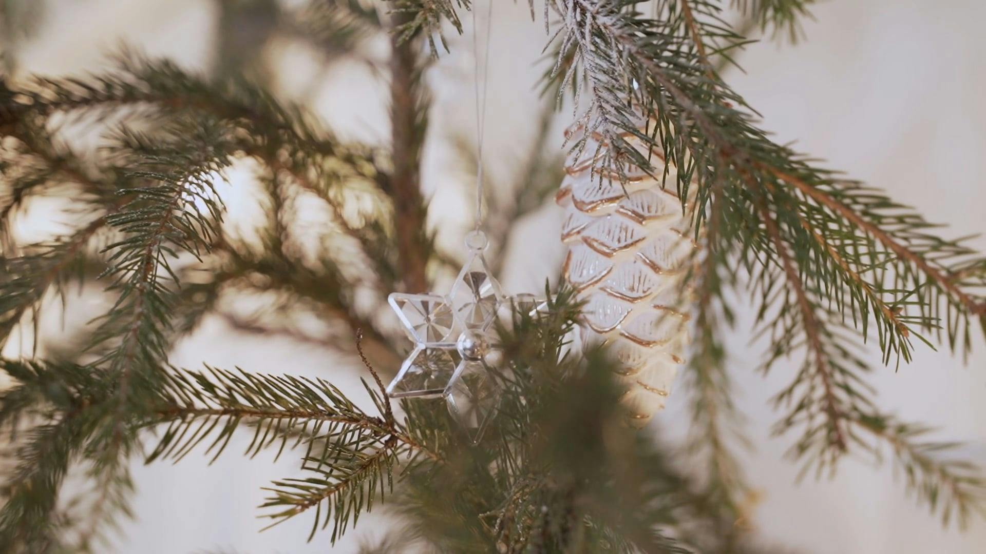 Pine Fruit Videos, Download The BEST Free 4k Stock Video Footage & Pine ...