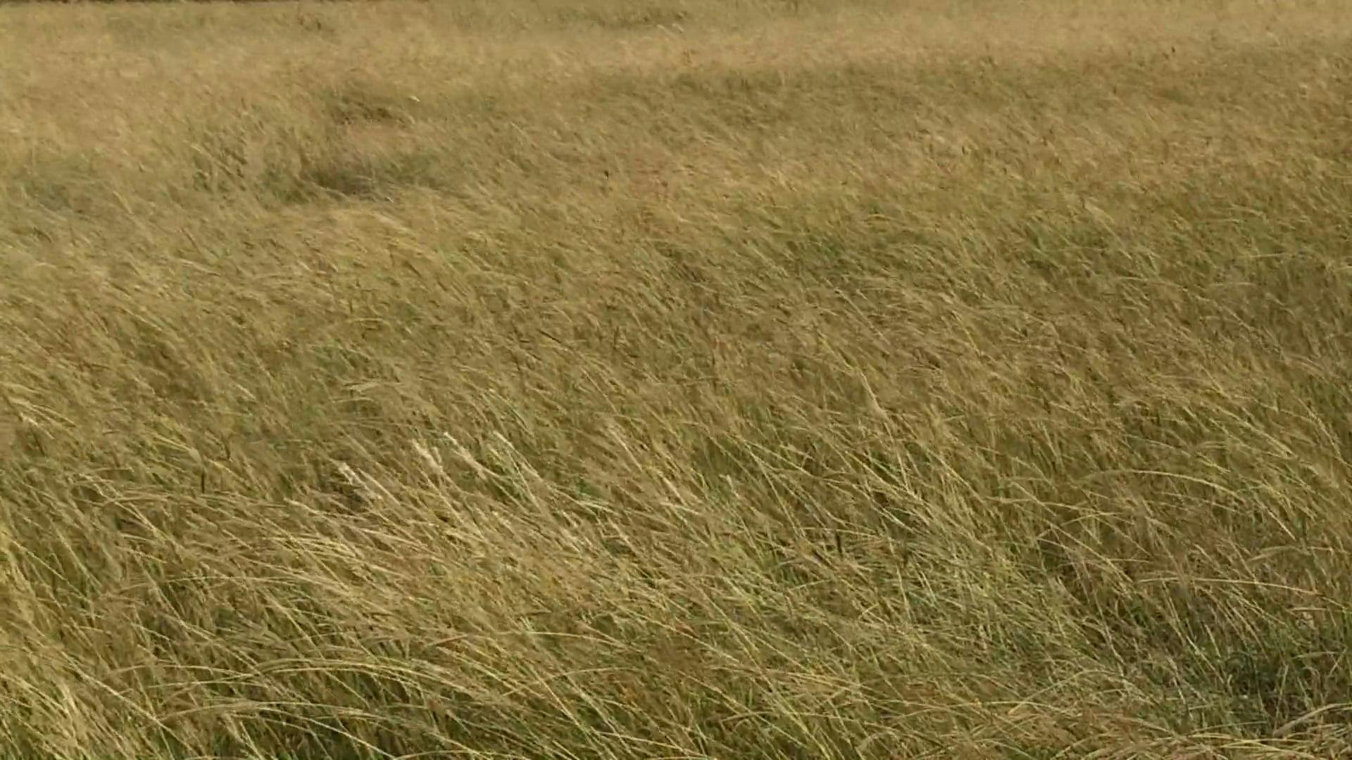 A Windy Grass Field Free Stock Video Footage, Royalty-Free 4K & HD ...