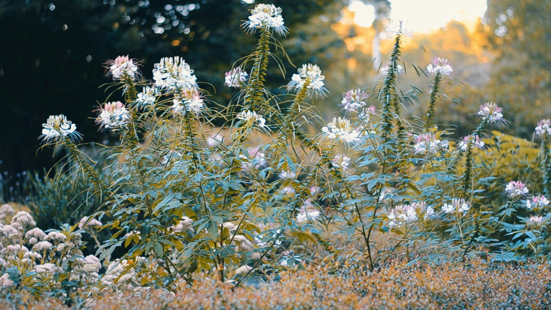 Beautiful Tiny Flowers Free Stock Video Footage, Royalty-Free 4K & HD ...