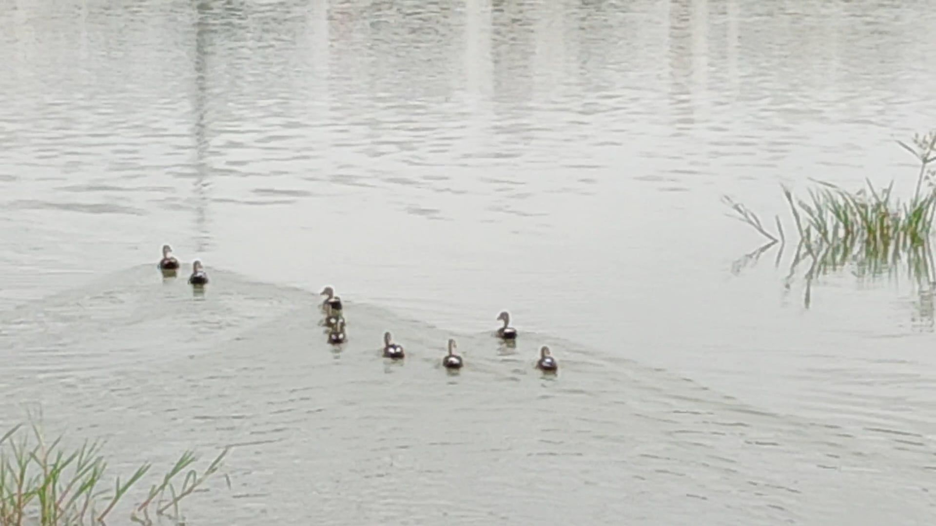 Back View of Raft of Ducks Swimming in Lake Free Stock Video Footage ...