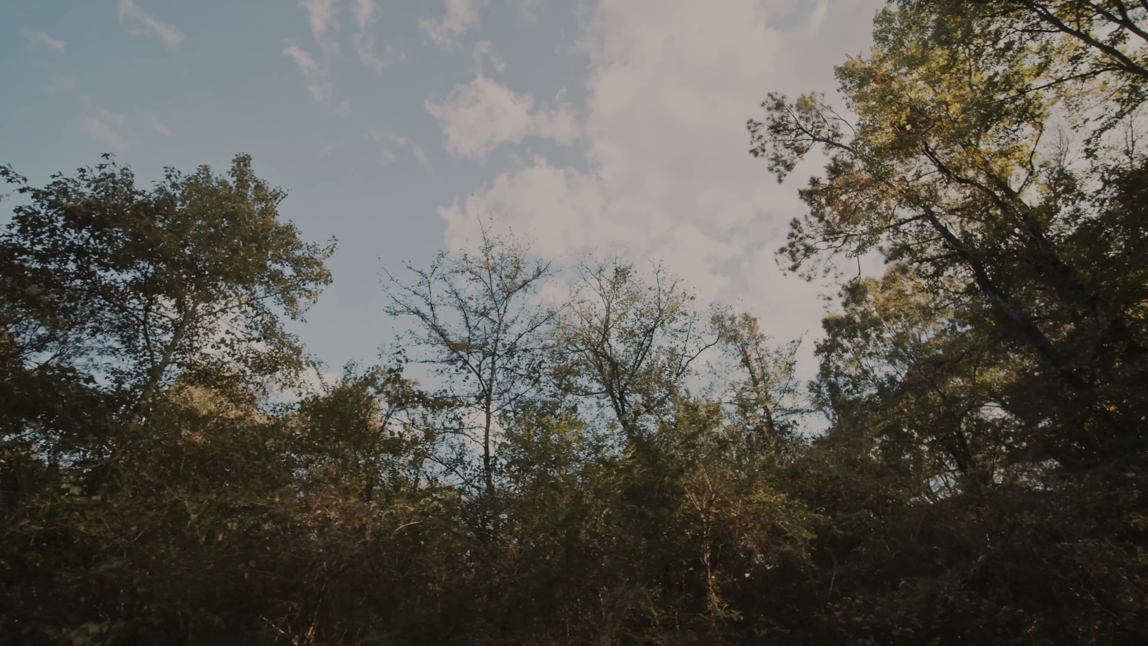 Low-Angle Shot of Trees Free Stock Video Footage, Royalty-Free 4K & HD ...
