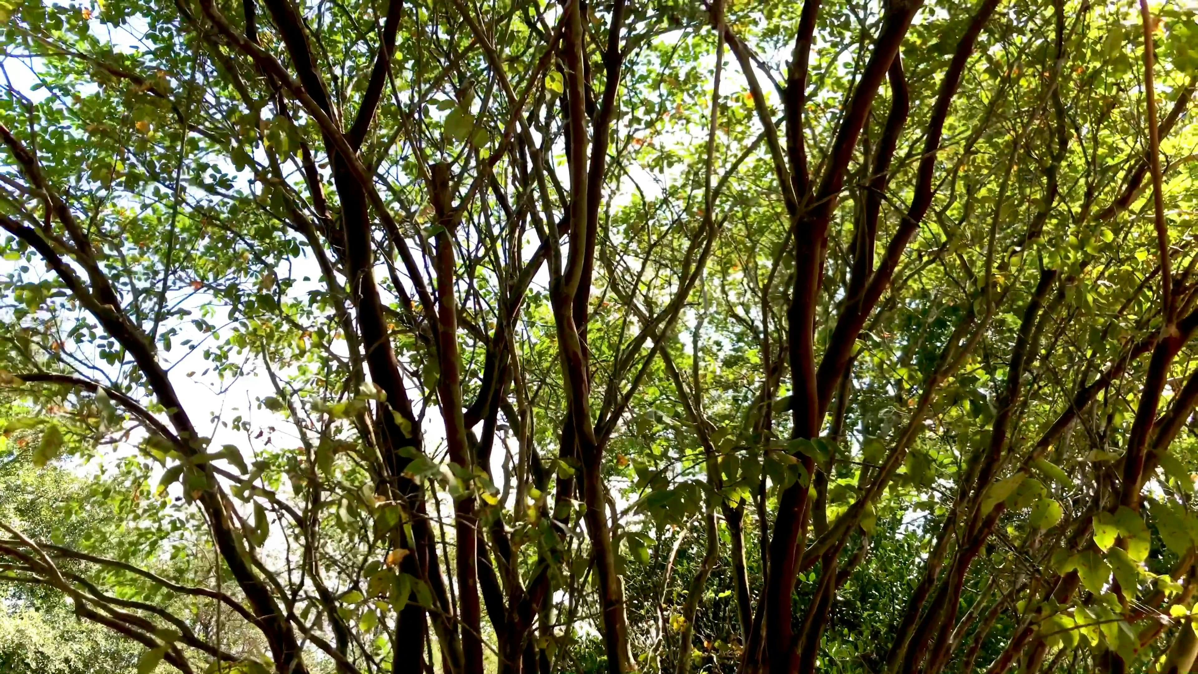 Low Angle View of Tree Branches · Free Stock Video