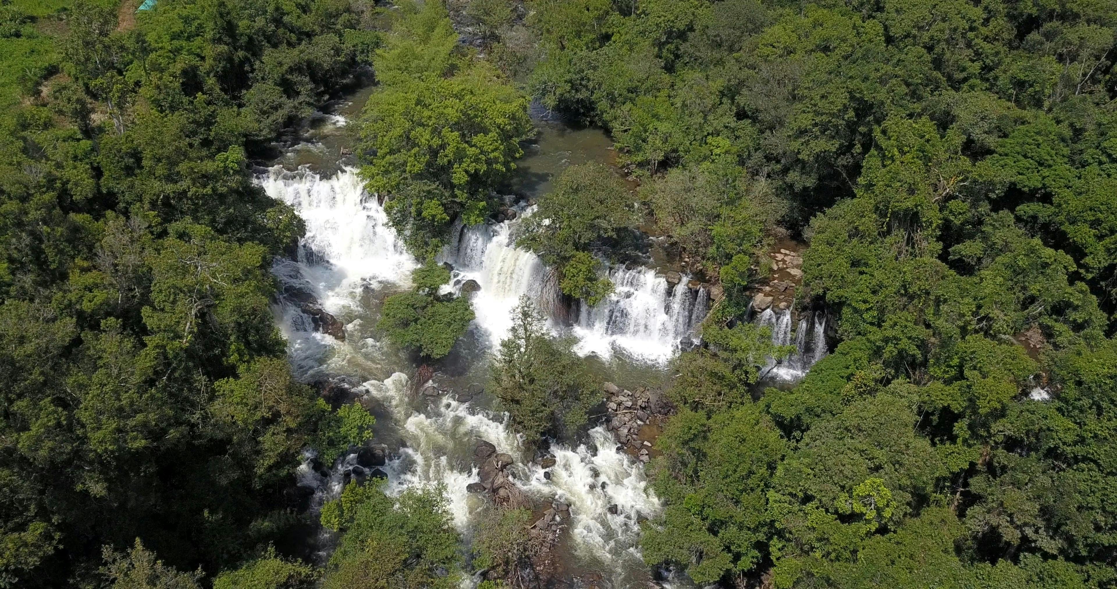 Rainforest Canopy Videos, Download The BEST Free 4k Stock Video Footage ...