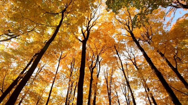Autumn Forests 104 Photos & Videos Collected by Lisa from Pexels