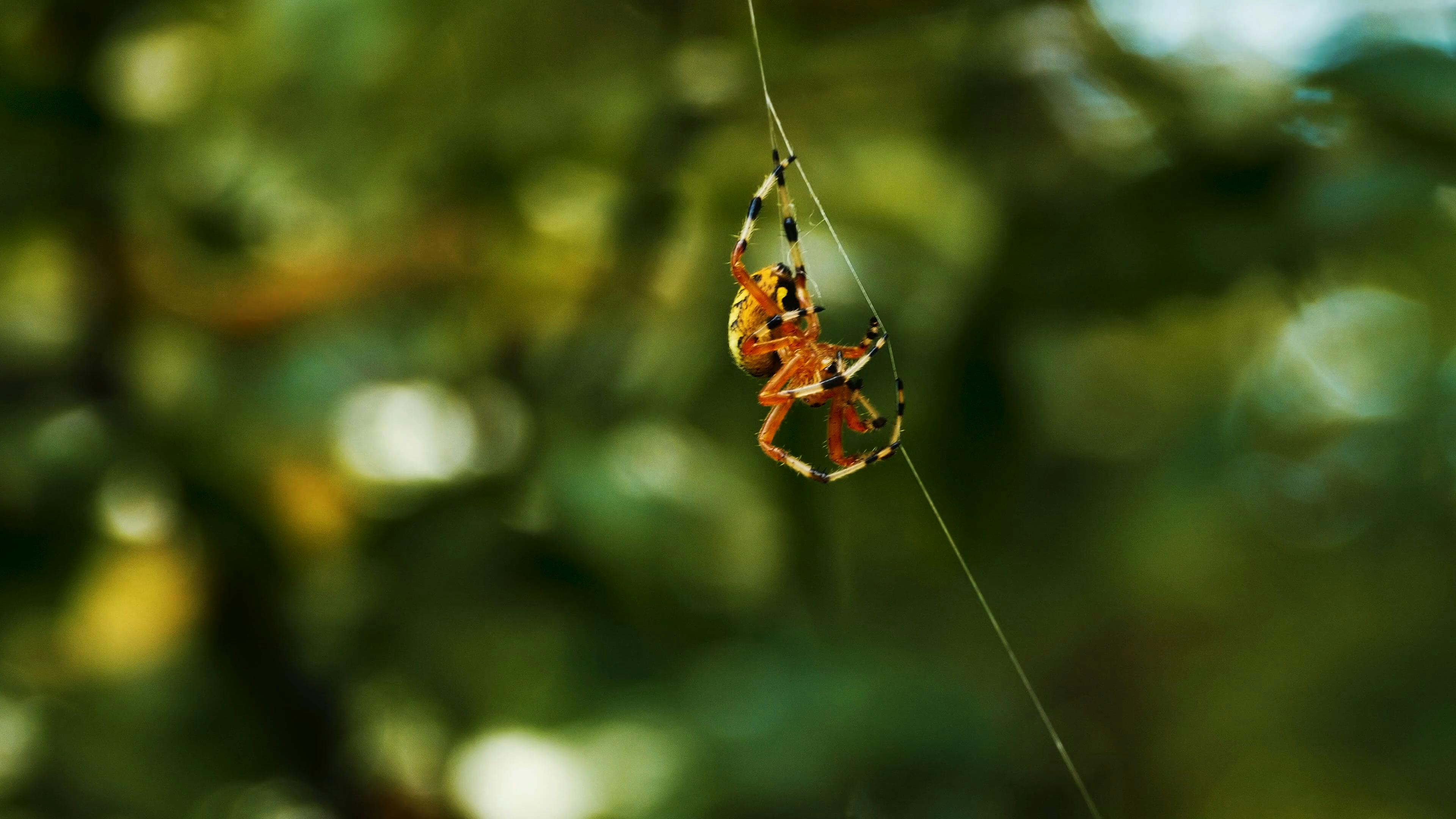 Iucn Red List Least Concern Species Videos, Download The BEST Free 4k ...