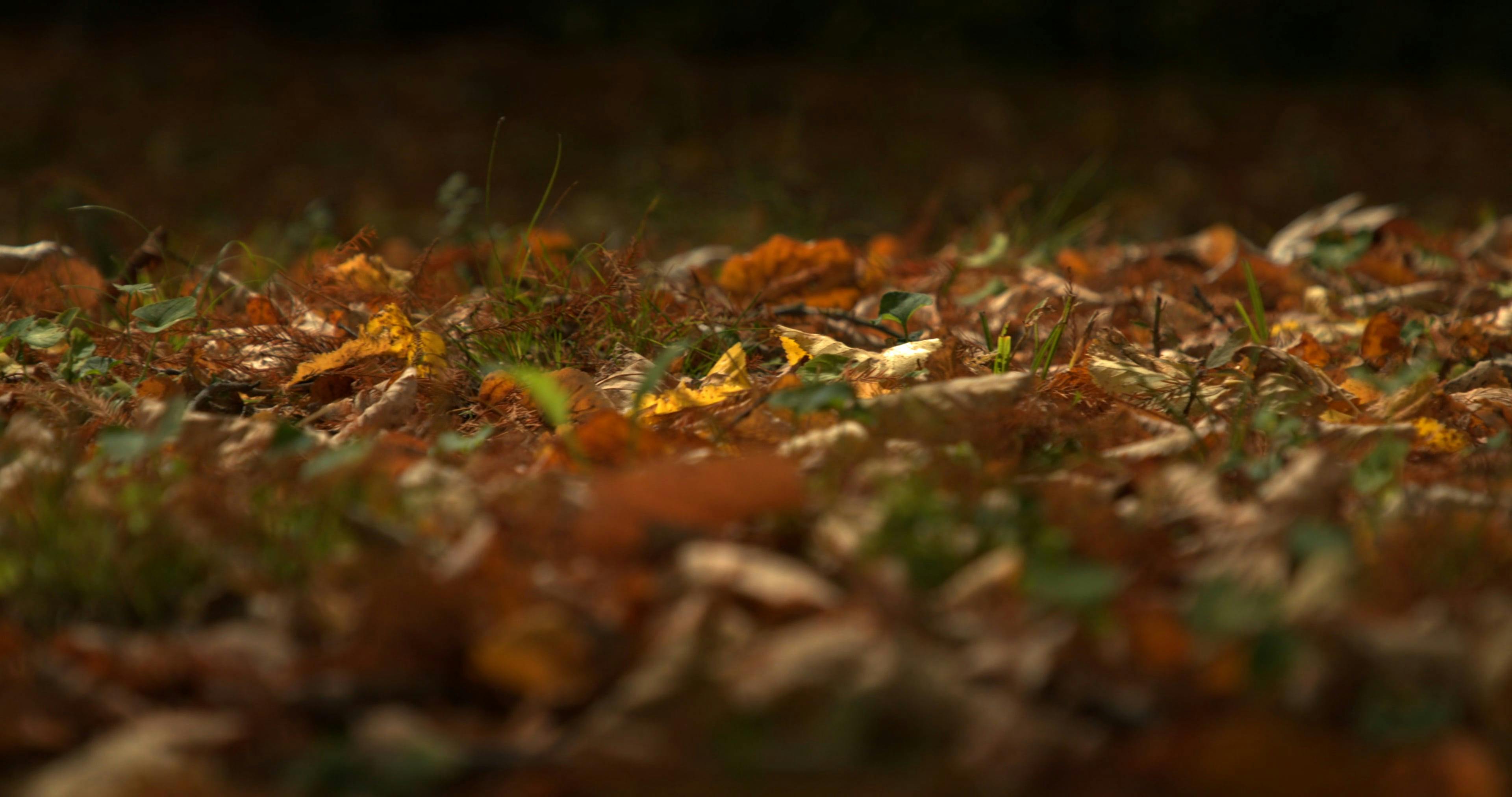 Fallen Leaves On The Ground · Free Stock Video