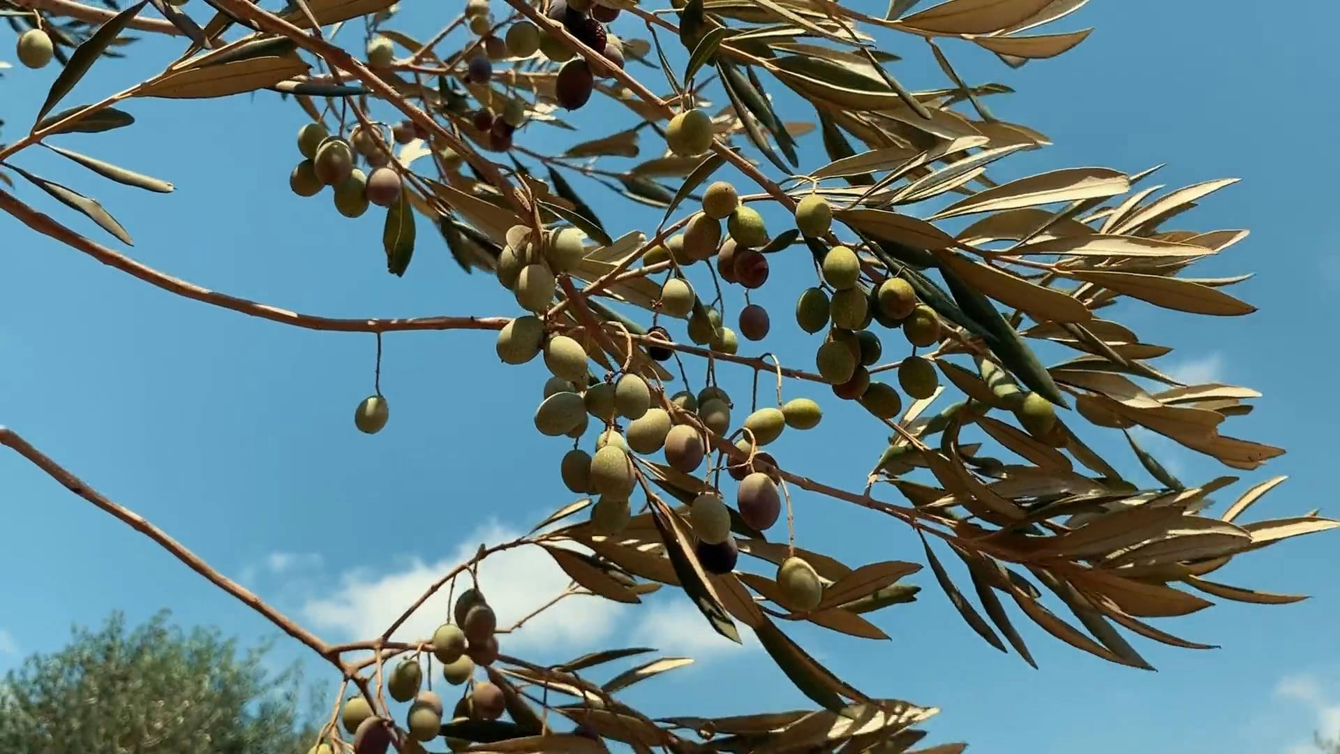 Tree Olive Videos, Download The BEST Free 4k Stock Video Footage & Tree ...