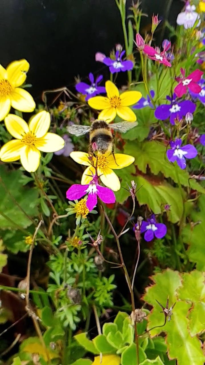 Bee Pollination Videos, Download The BEST Free 4k Stock Video Footage ...