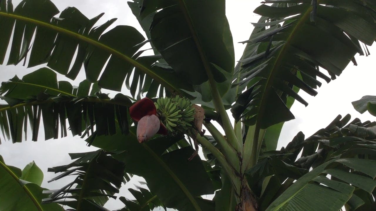 Video of Bananas Hanging on a Tree Free Stock Video Footage, Royalty ...