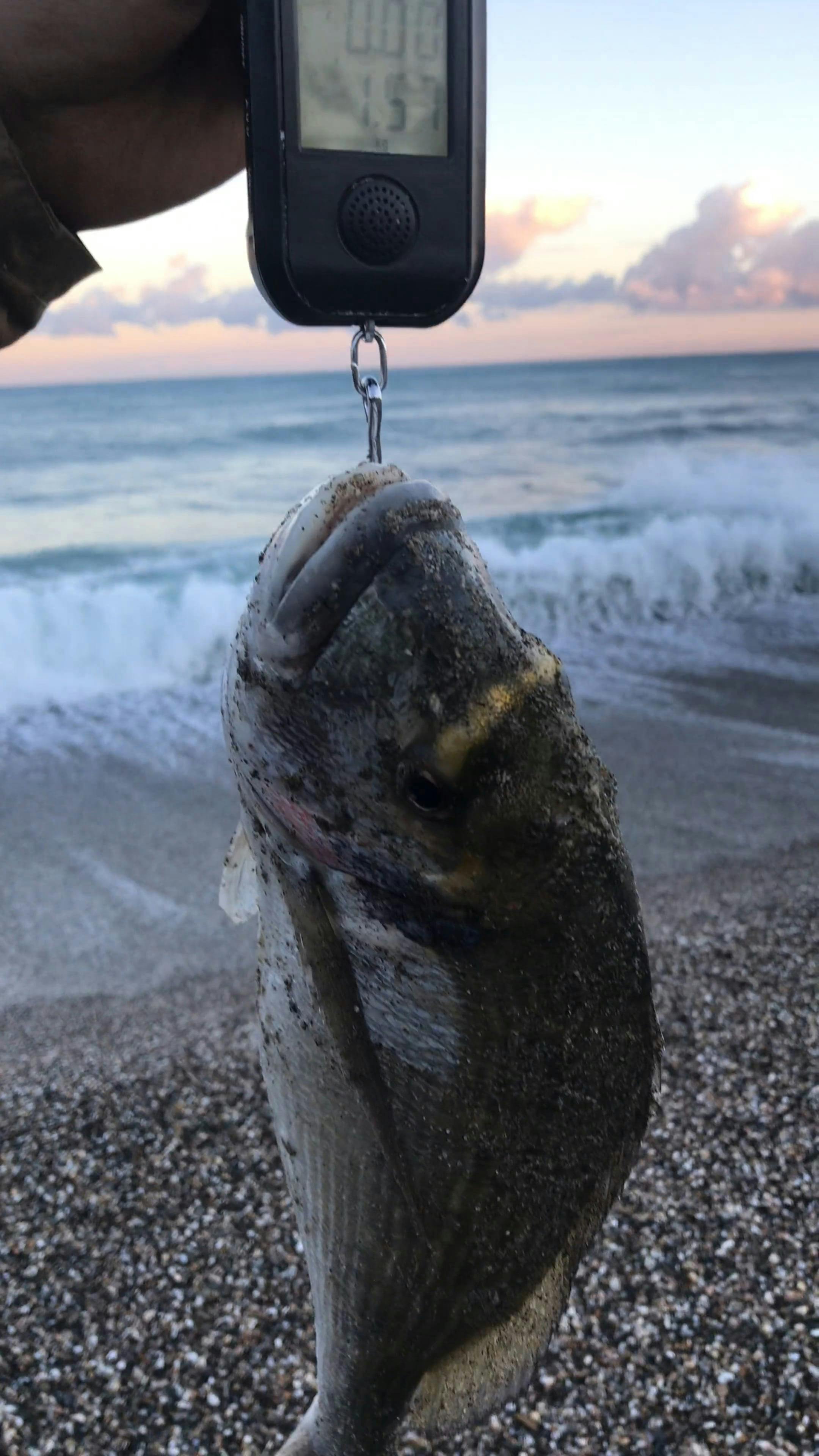 Measuring Fish Videos, Download The BEST Free 4k Stock Video Footage ...