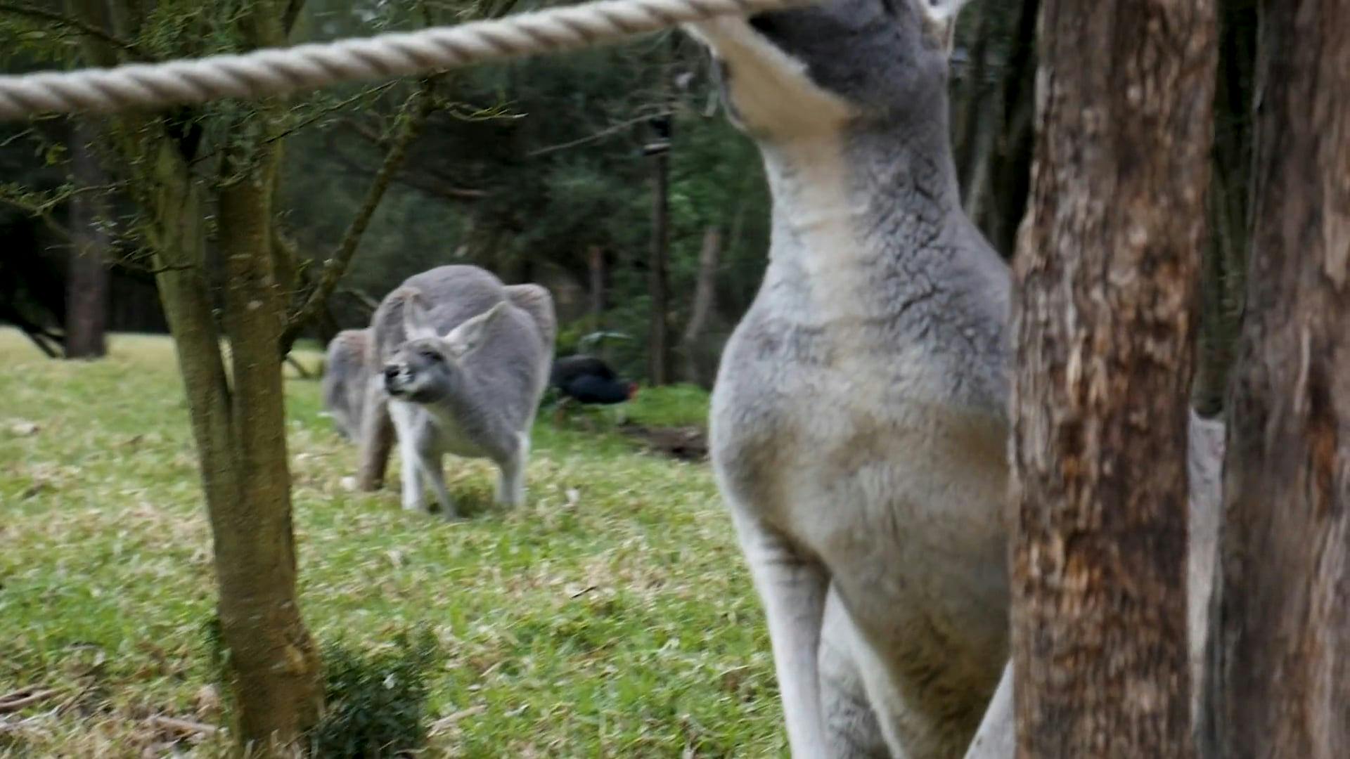 Kangaroo Standing in Park Free Stock Video Footage, Royalty-Free 4K ...