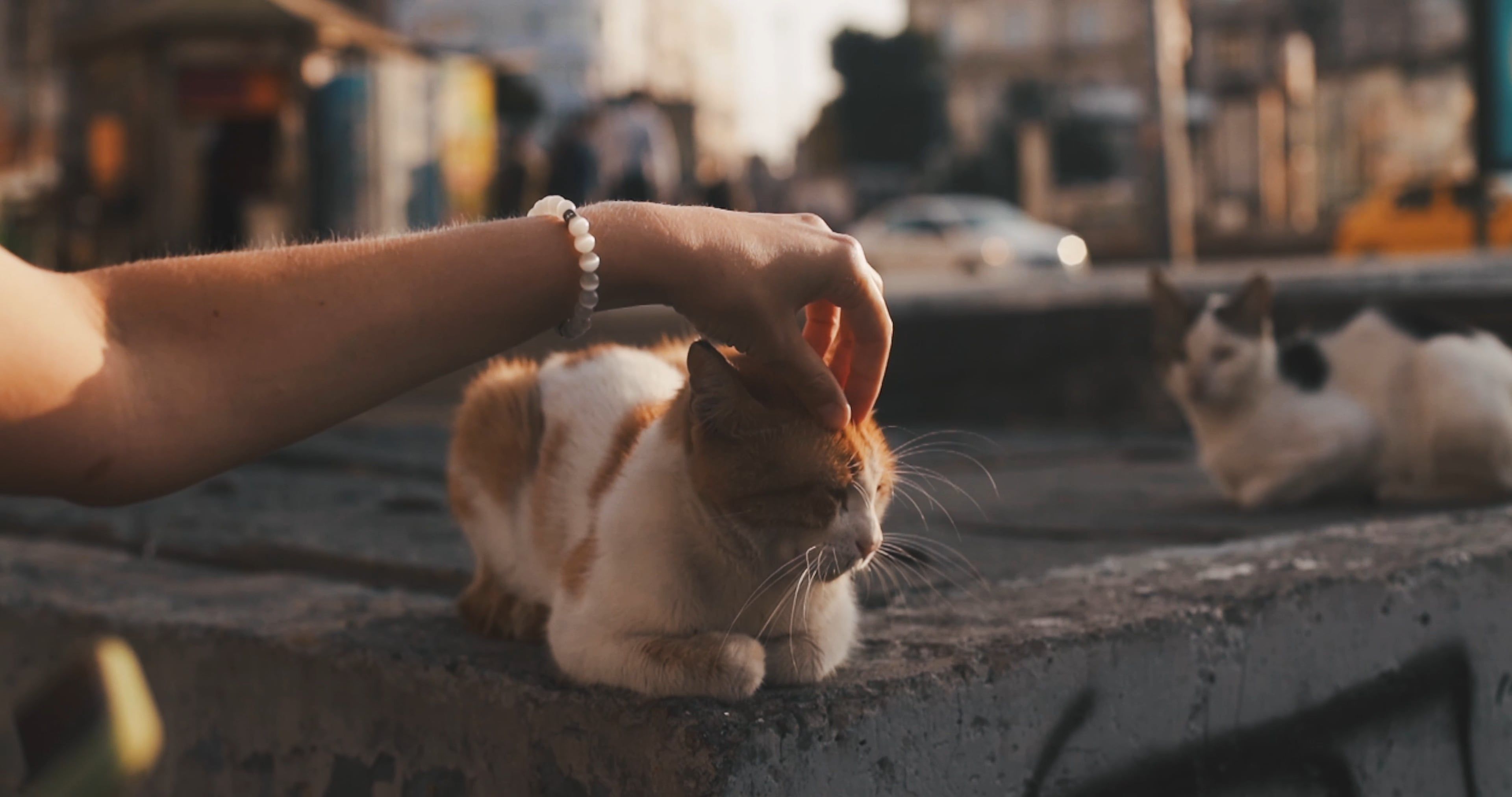 Cat Human Cuddle Videos, Download The BEST Free 4k Stock Video Footage ...