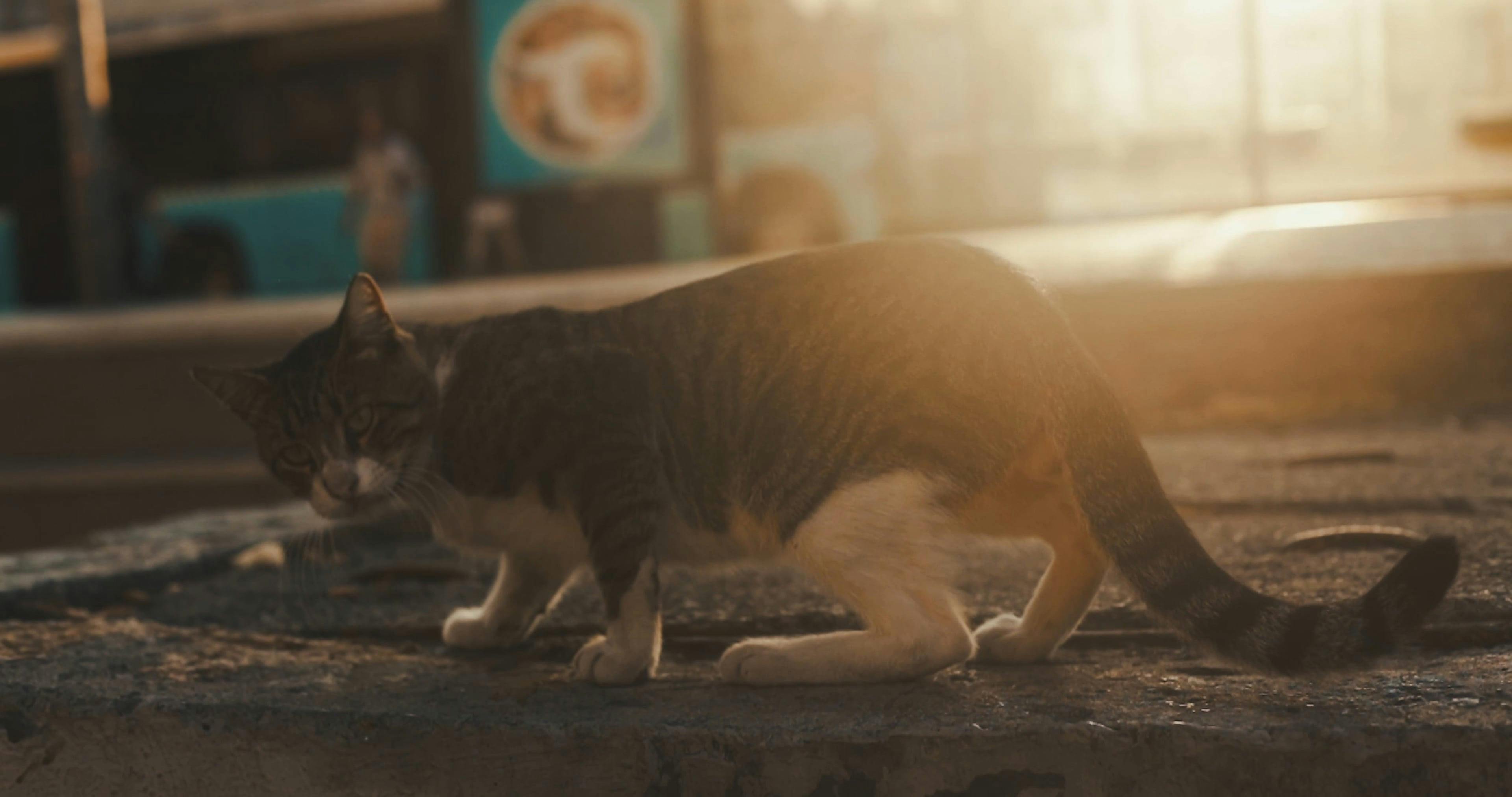 Laying Stray Videos, Download The BEST Free 4k Stock Video Footage ...