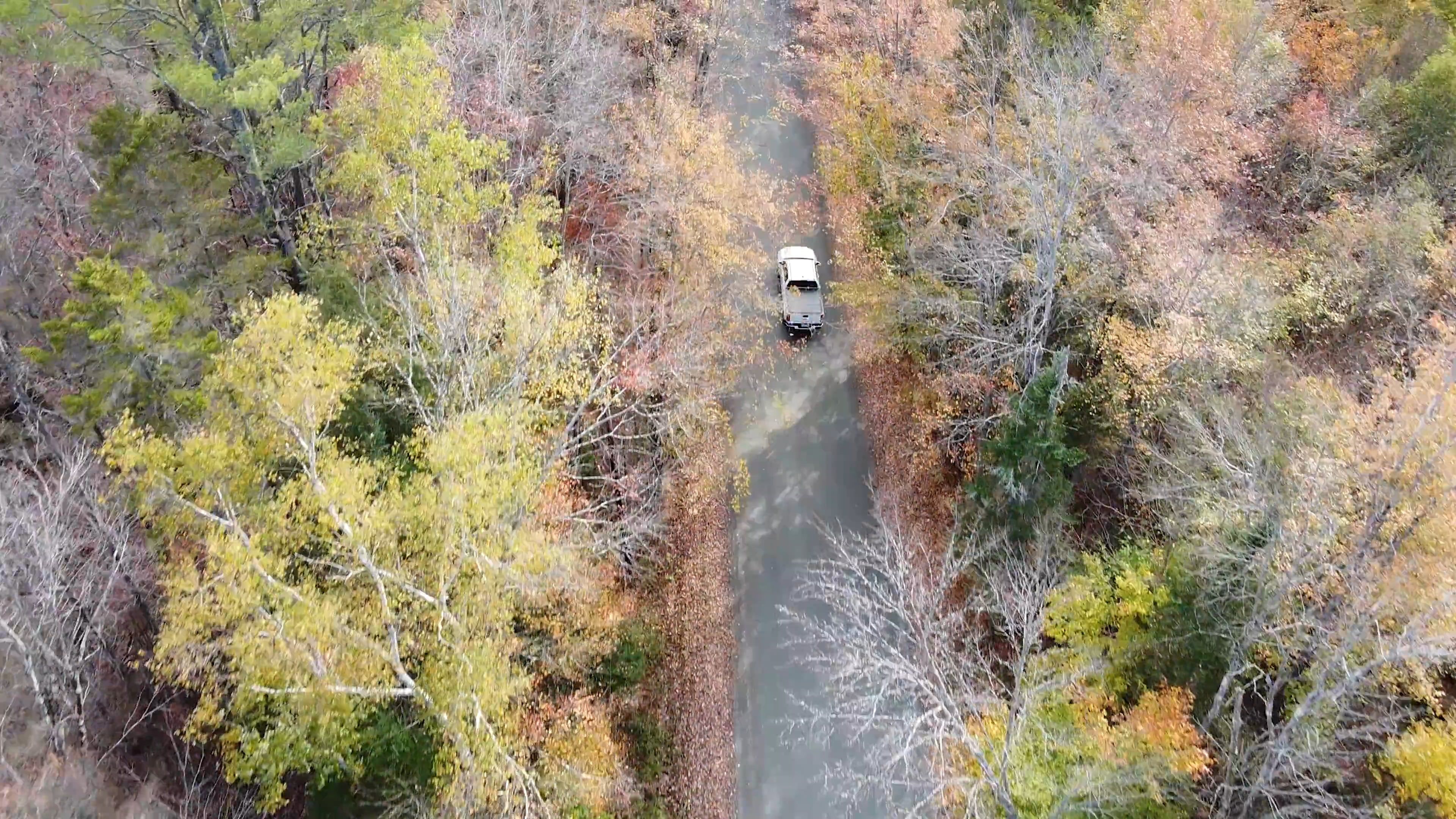 Car Driving in the Forest · Free Stock Video