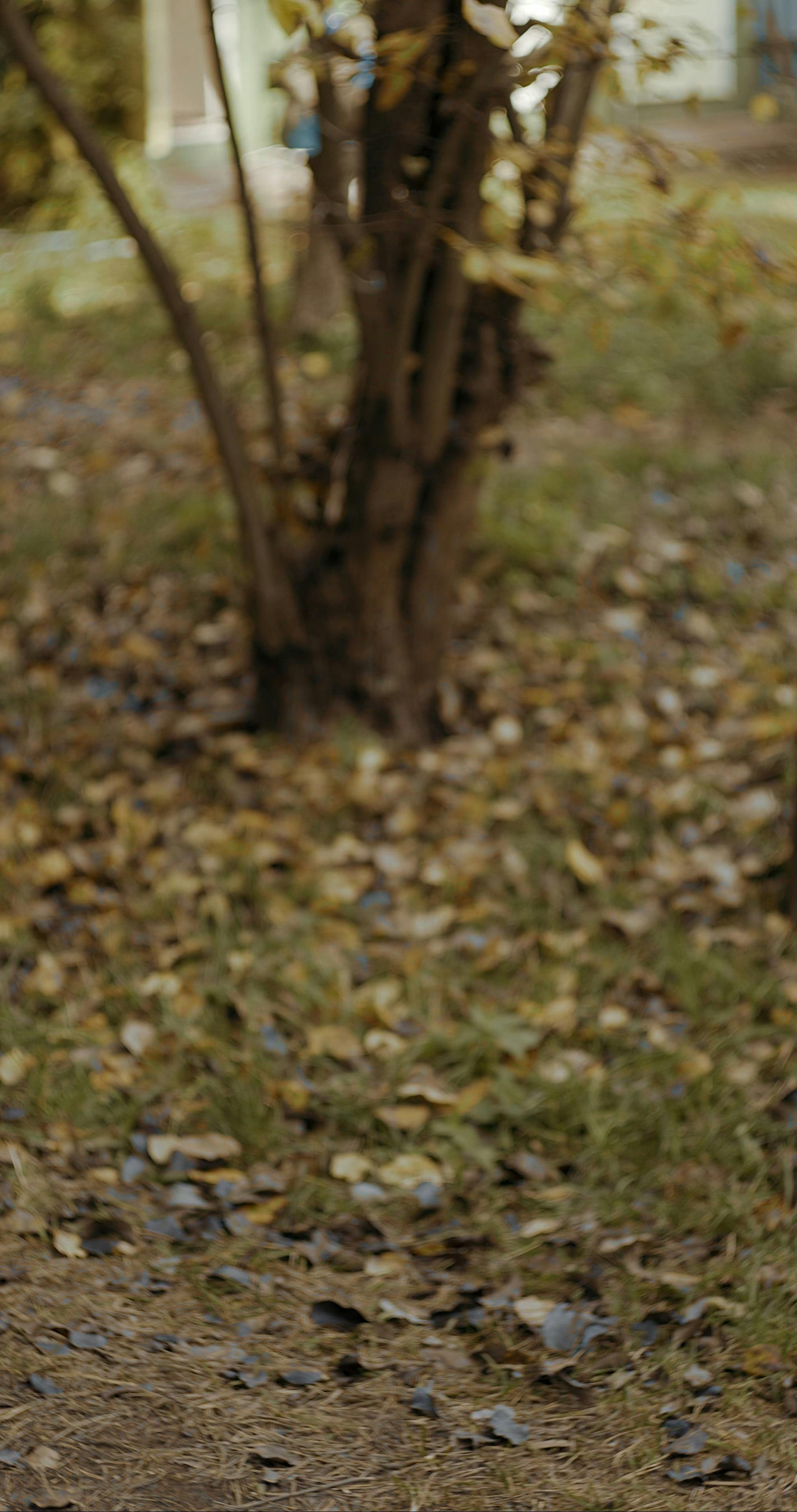 Full Tree Videos, Download The BEST Free 4k Stock Video Footage & Full ...