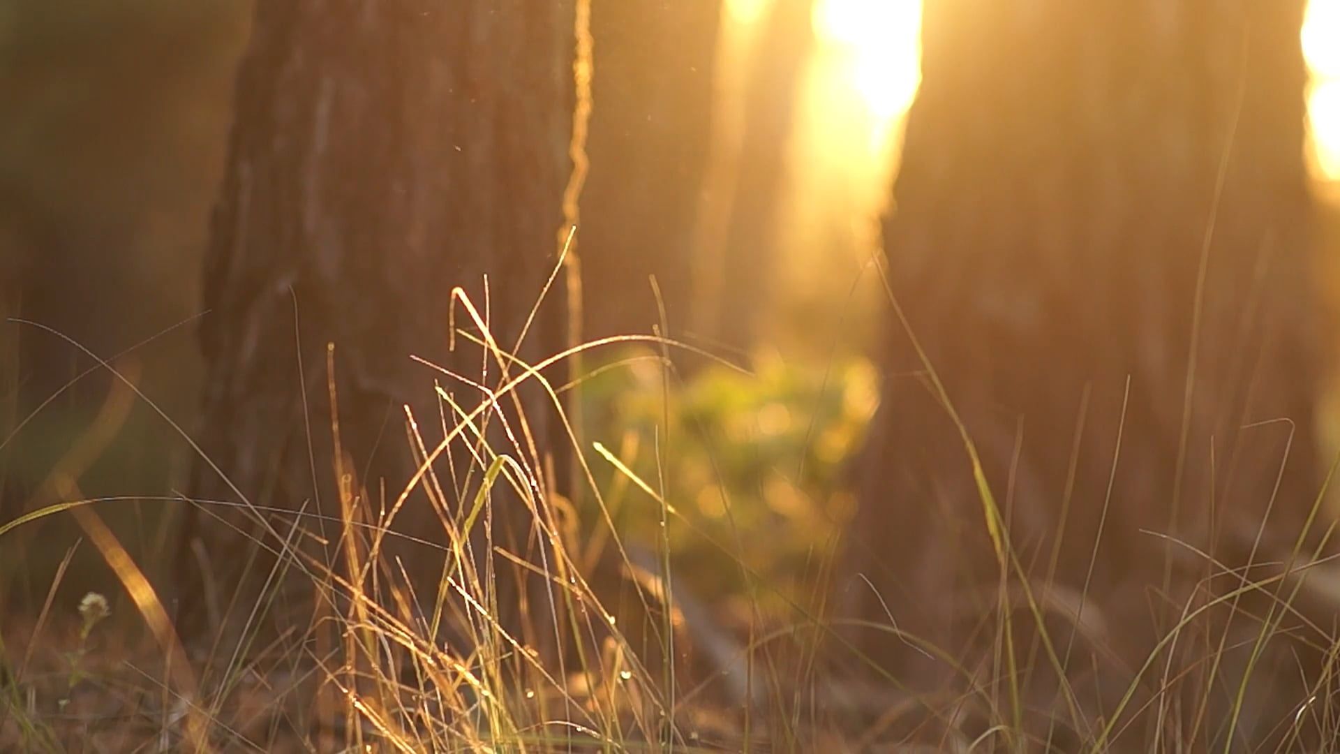 Close Up View of Dust Particles · Free Stock Video