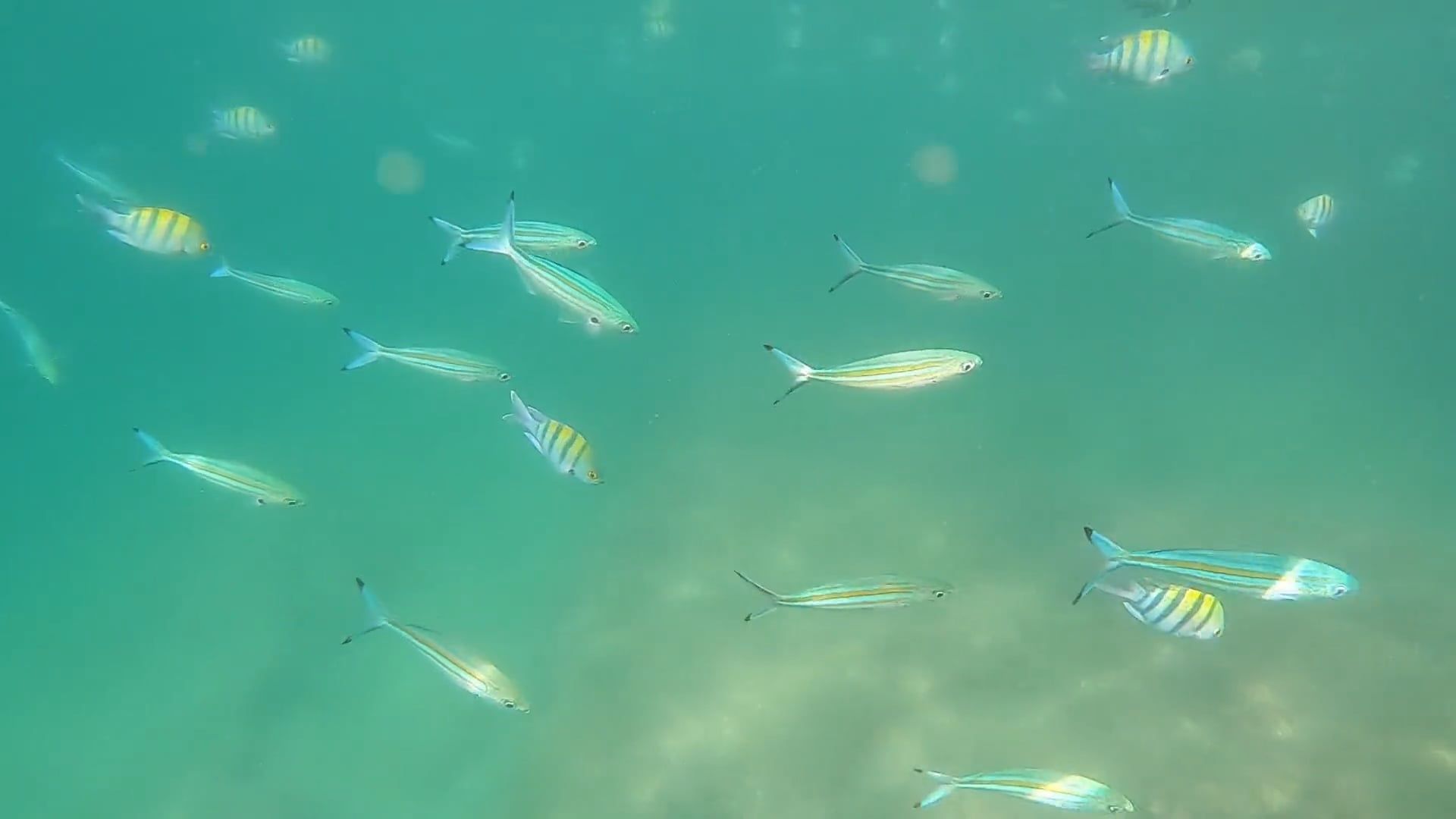 Fishes Under a Blue Sea Free Stock Video Footage, Royalty-Free 4K & HD ...
