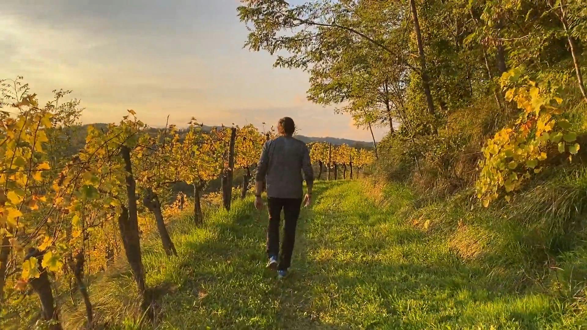 Back View of Man Walking in Countryside · Free Stock Video