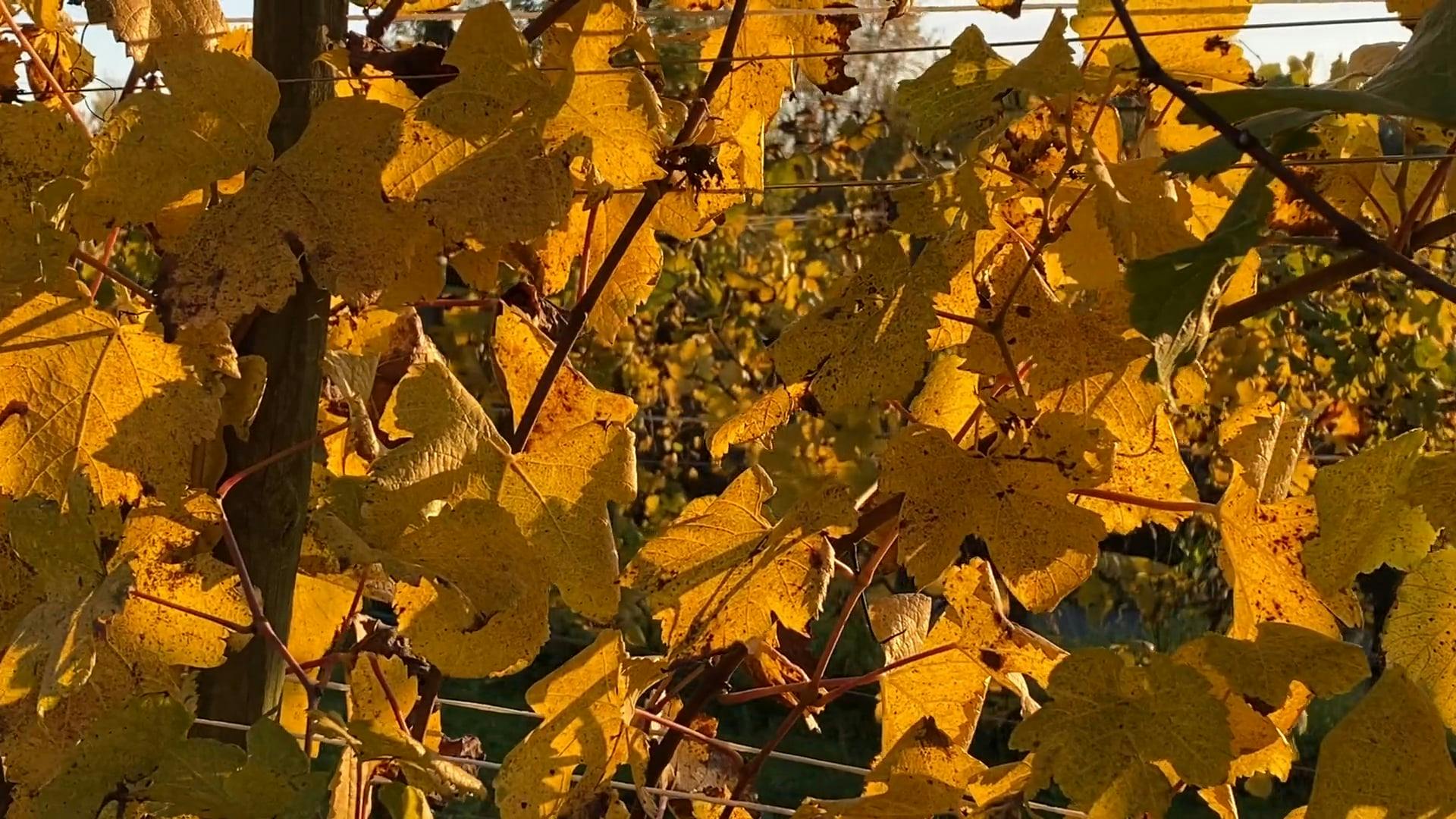 Grapevine Closeup Free Stock Video Footage, Royalty-Free 4K & HD Video Clip